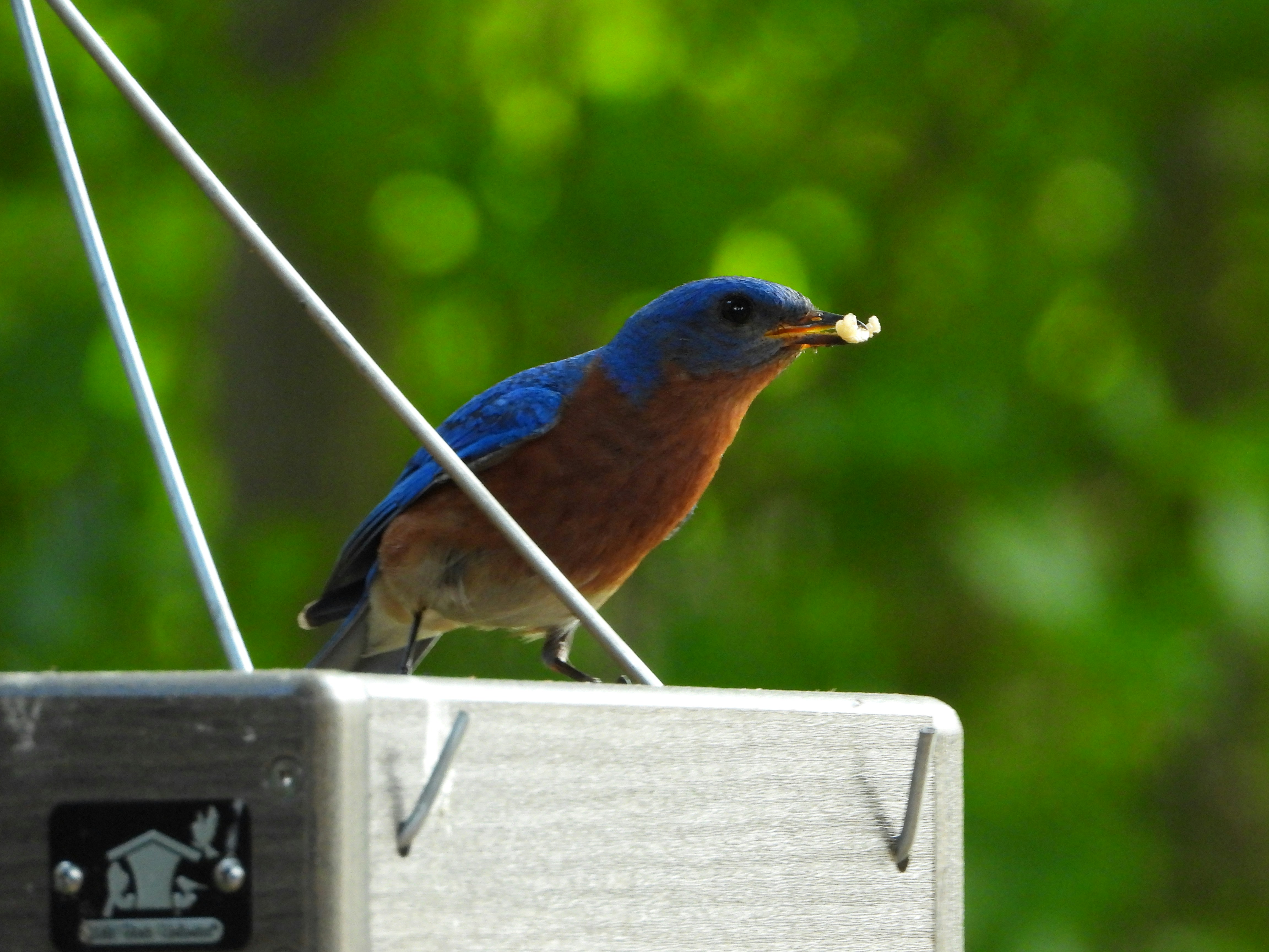 Eastern bluebird perched on a feeder, delicately holding a morsel of food in its beak against a blurred green backdrop.