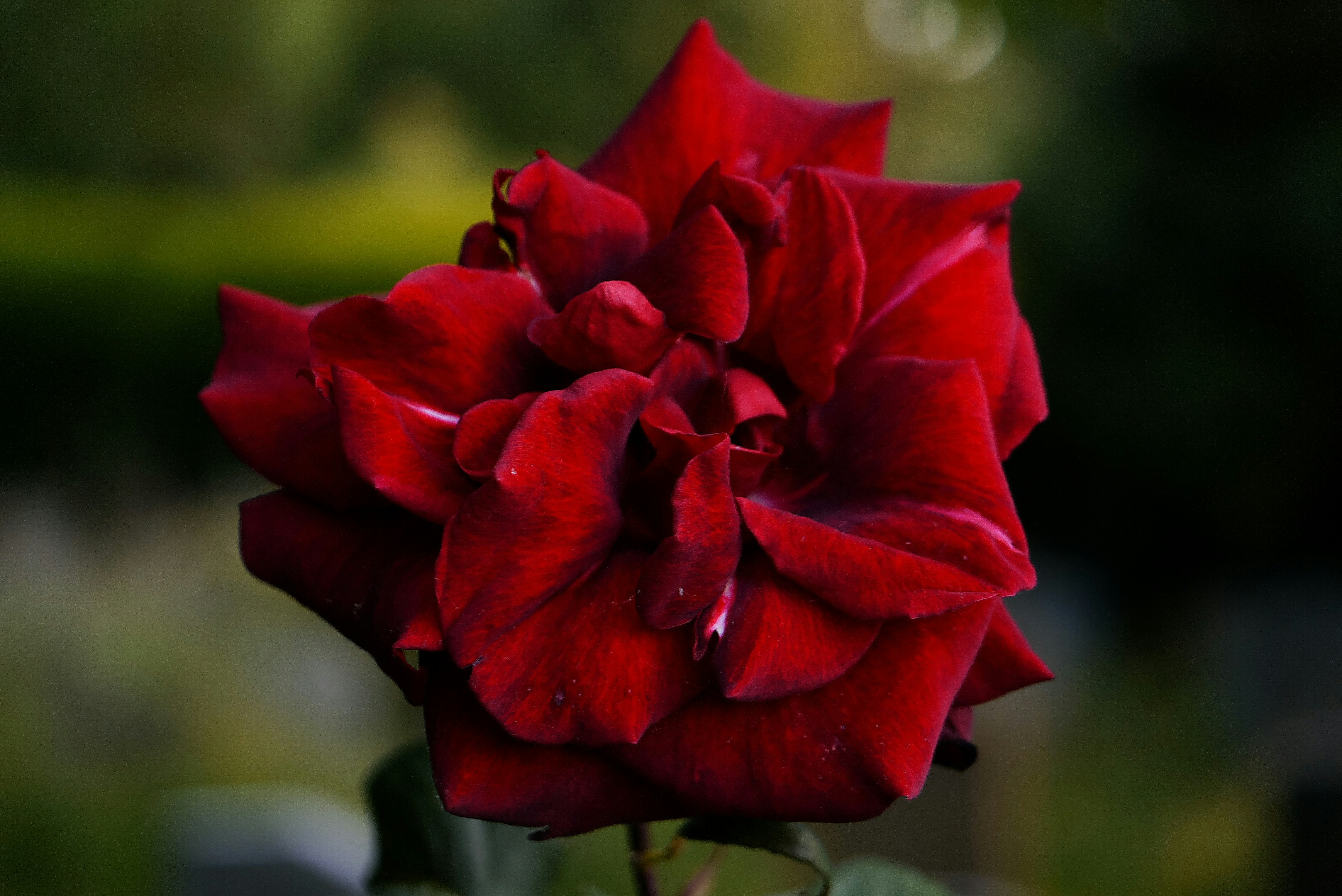 The Most Beautiful Red Flower In The World