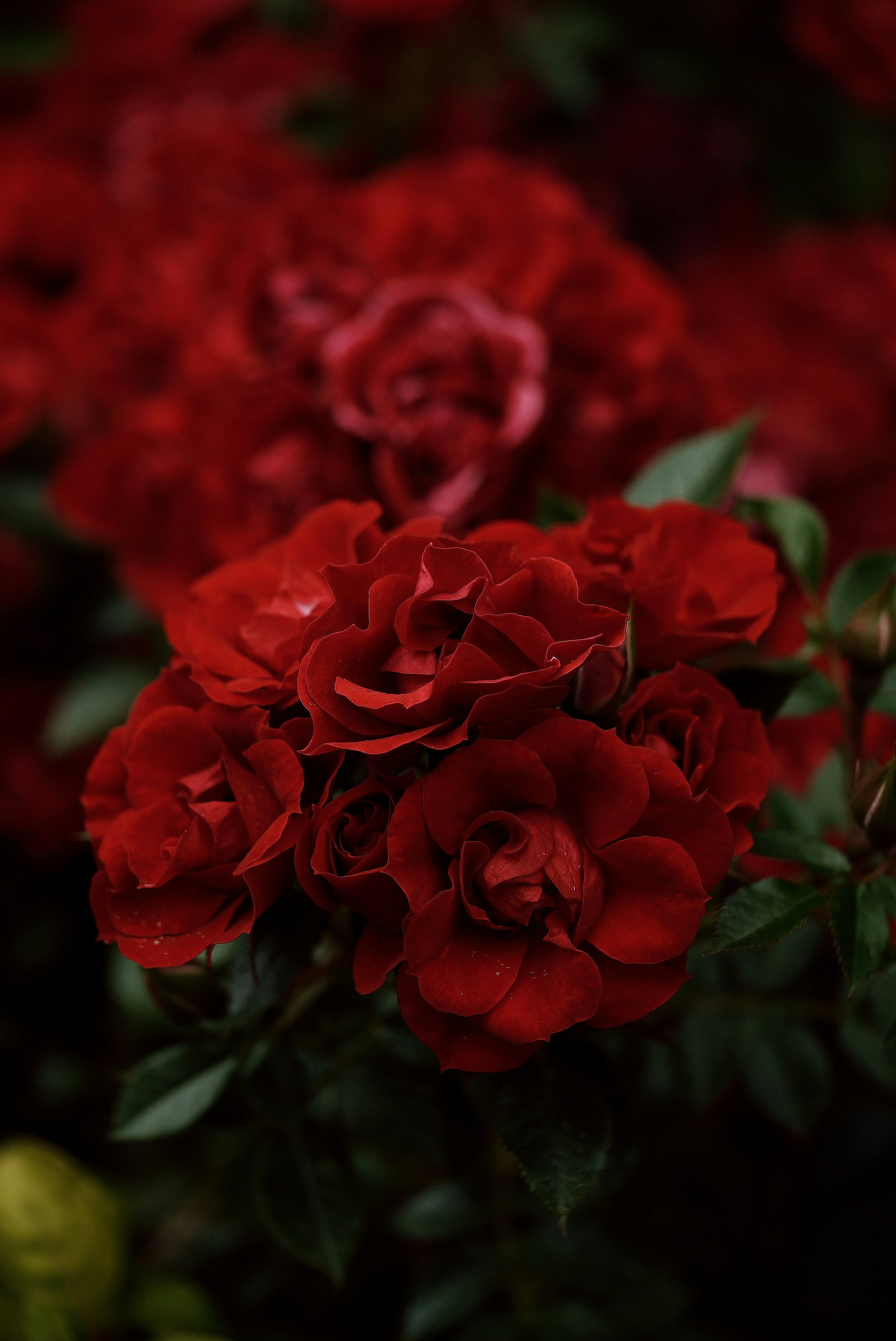 Red Rose Backgrounds Tumblr