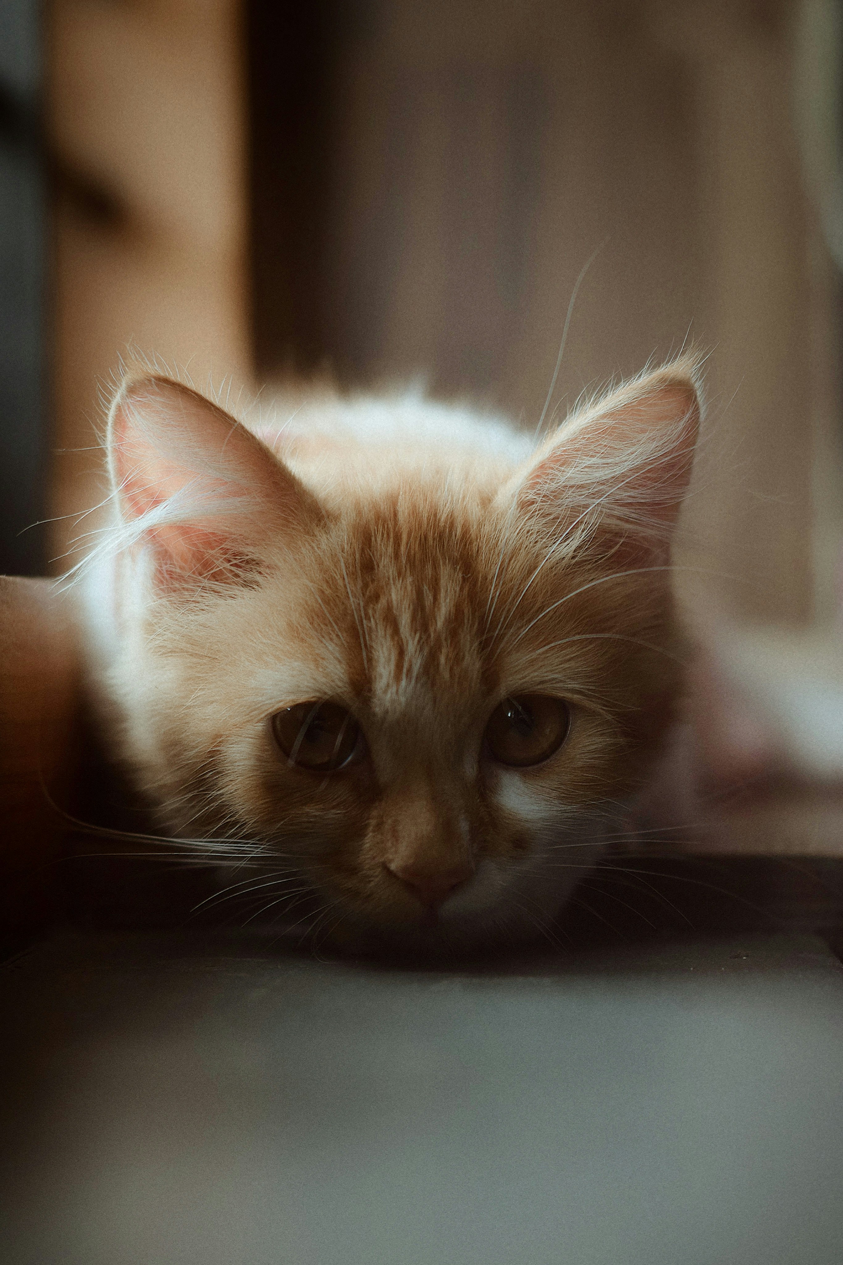 Close-up of a ginger cat resting its head on a surface, with soft lighting highlighting its features.