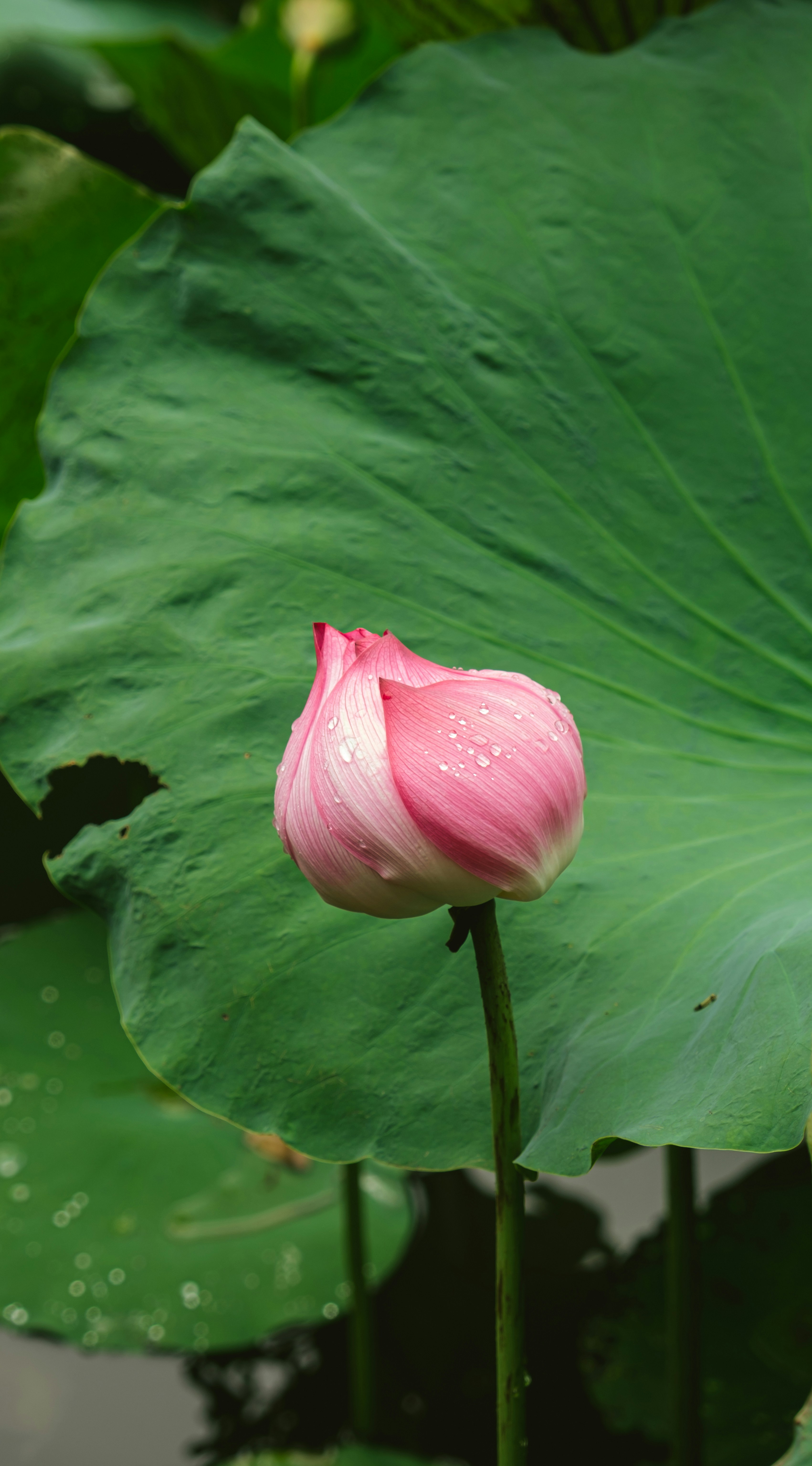 a pink flower on a green plant