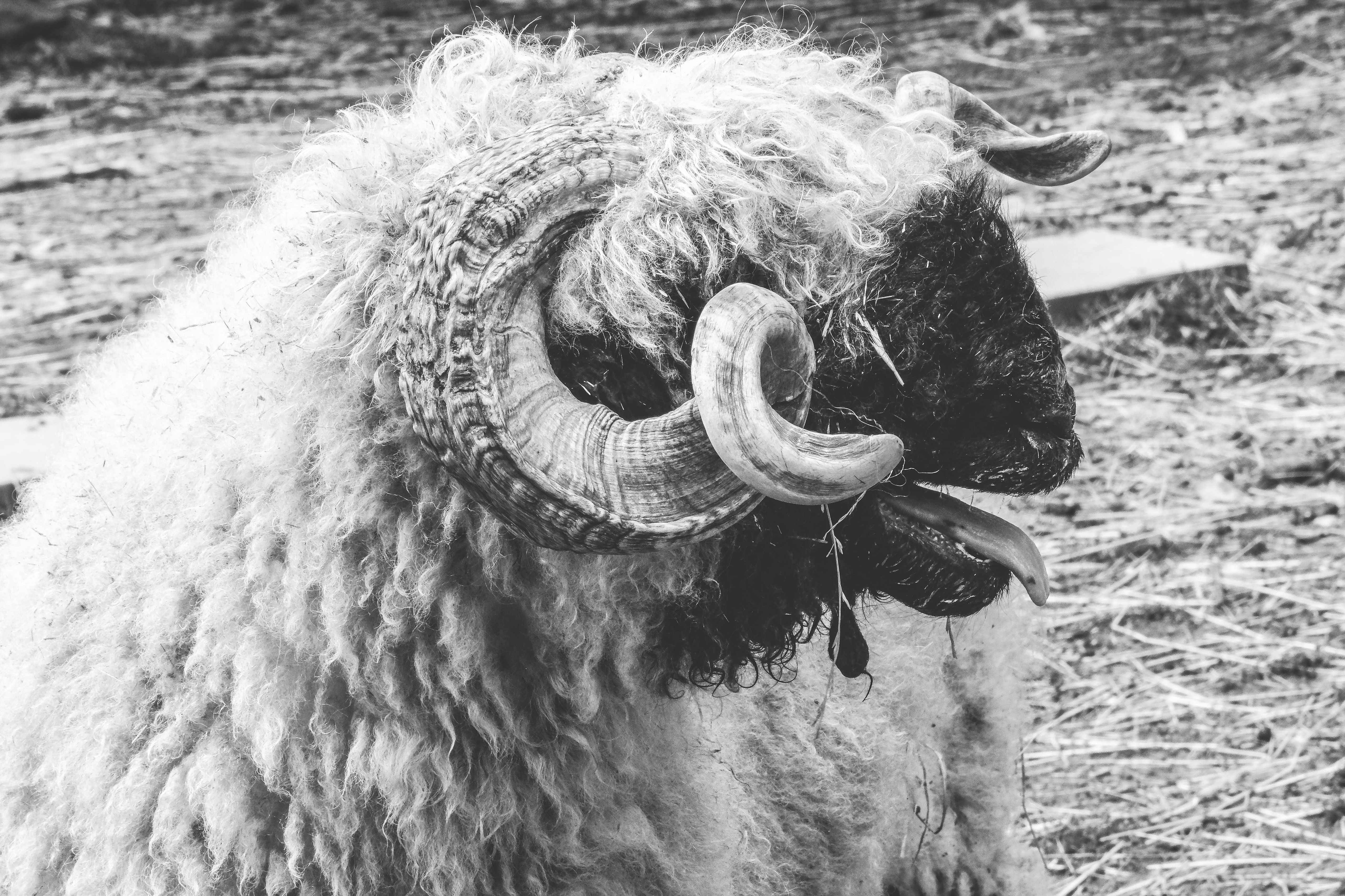 Close-up of a ram with impressive curled horns and a thick wool coat, showcasing its unique features in monochrome tones.