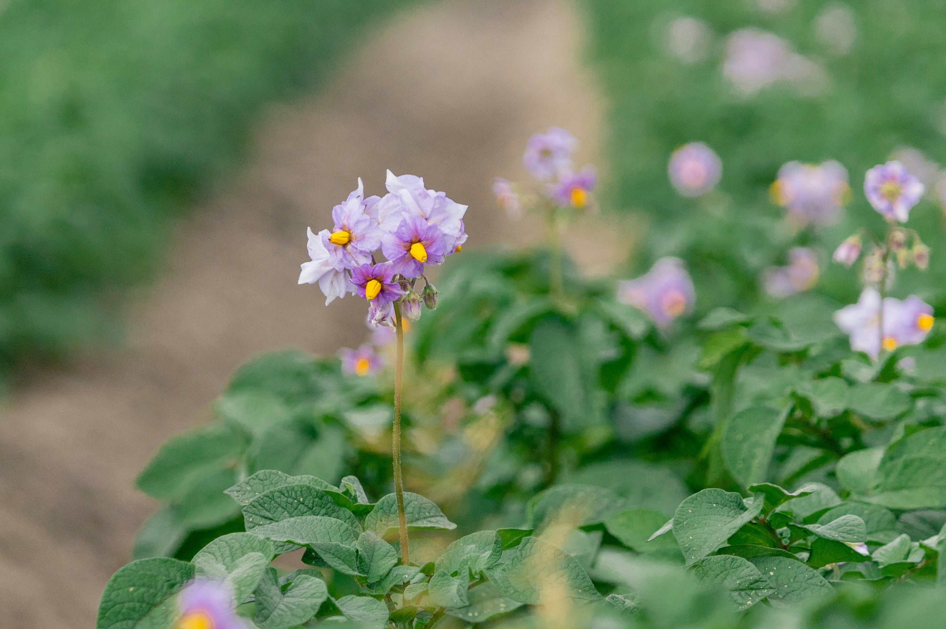 Solitary Violet Bloom Framed by a Velvet Green Corridor