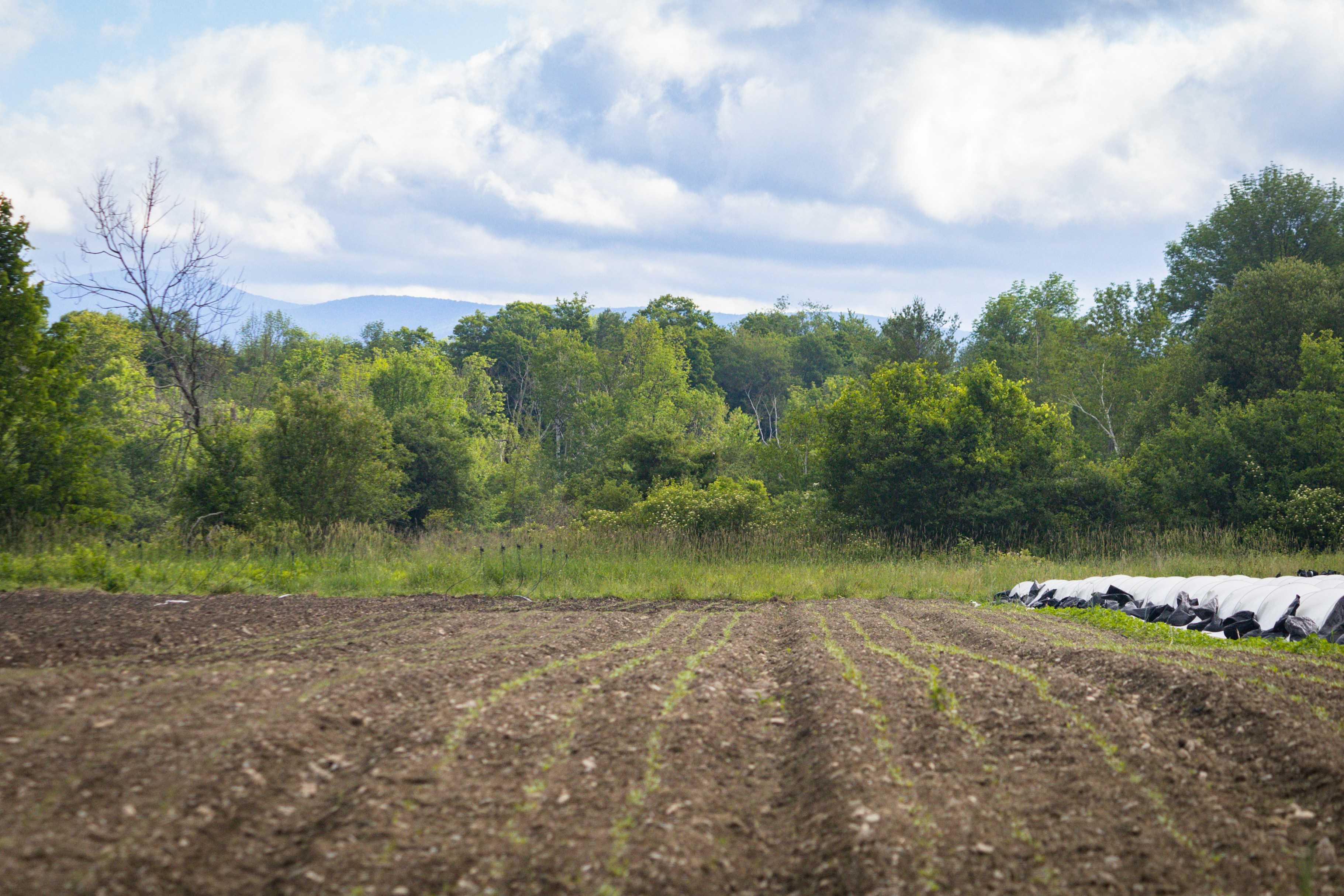 A dirt road with trees on the side photo – Free Agriculture Image on ...