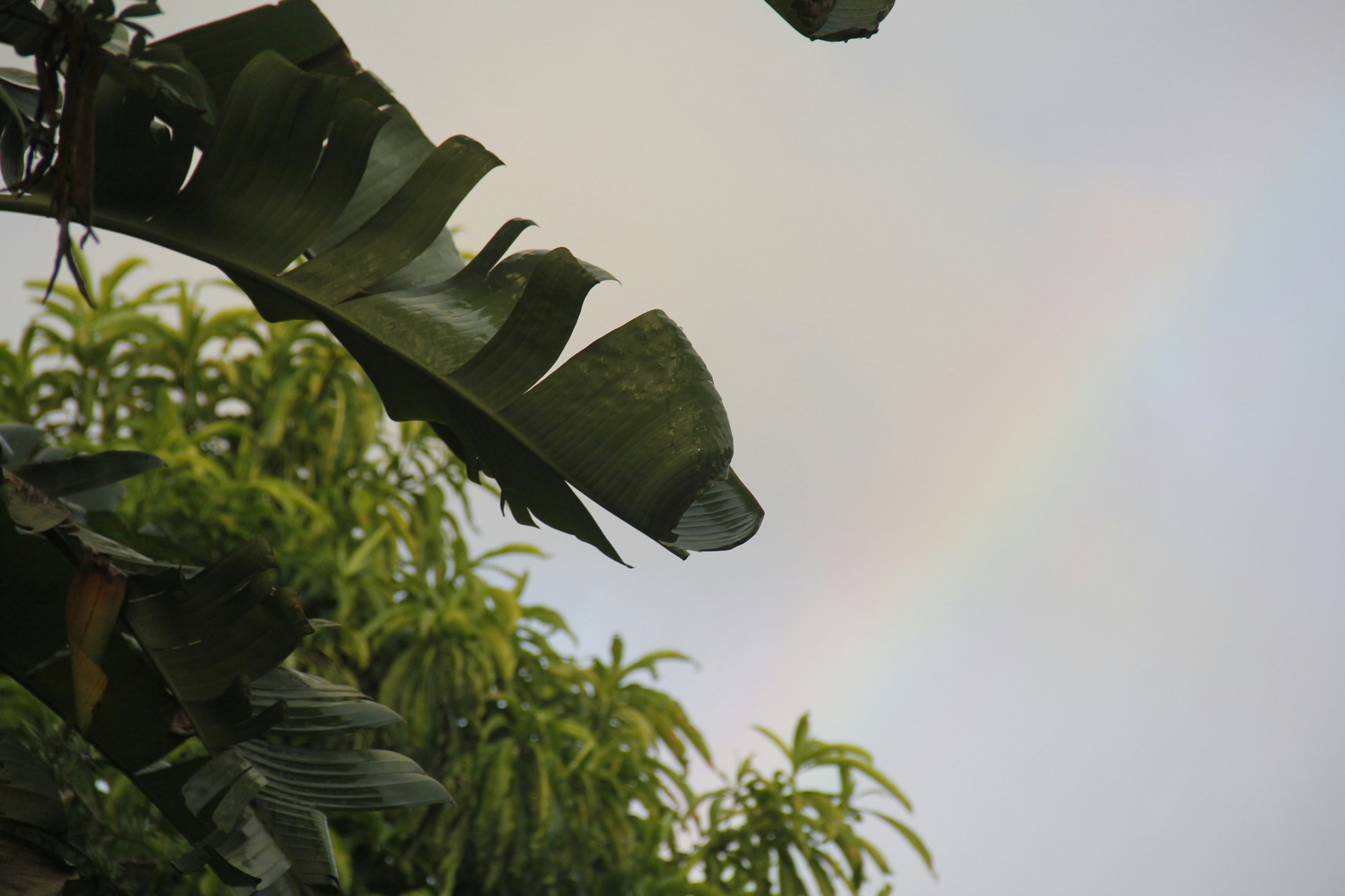 a close-up of some leaves