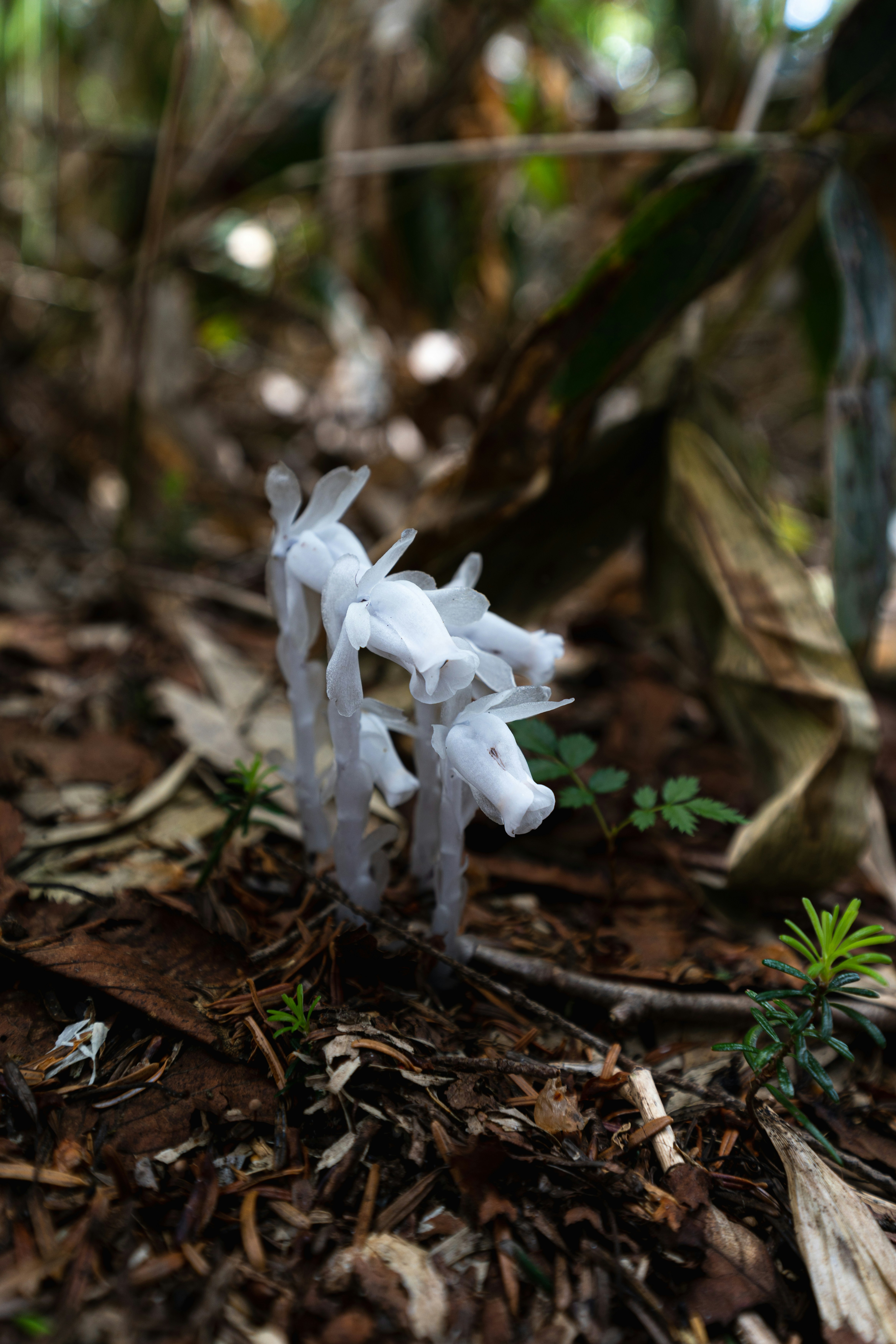 Delicate white ghost plants emerging from the forest floor amidst fallen leaves and greenery.