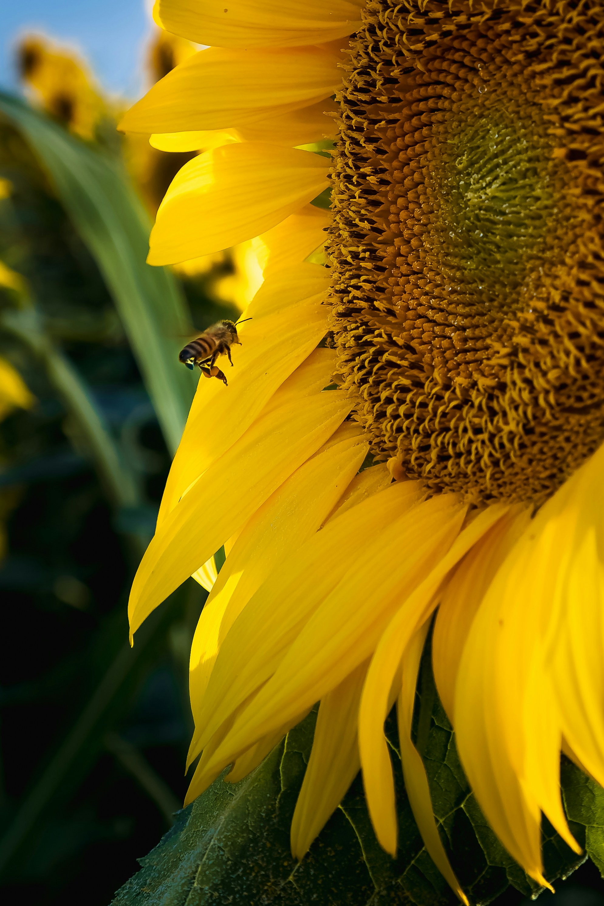 a bee on a yellow flower