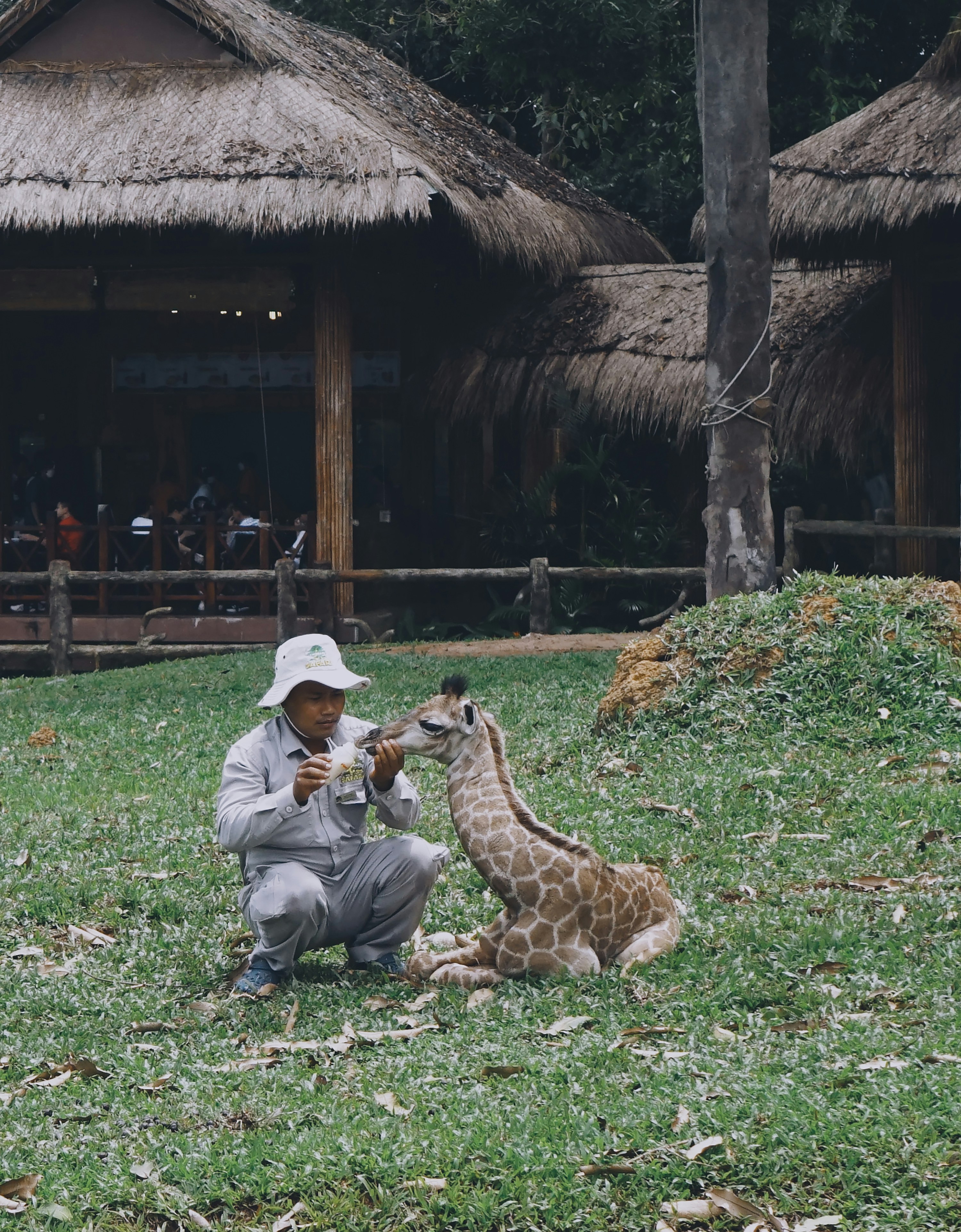 A caretaker feeds a young giraffe while kneeling on the grass, surrounded by a rustic setting. The scene highlights the bond between humans and wildlife.
