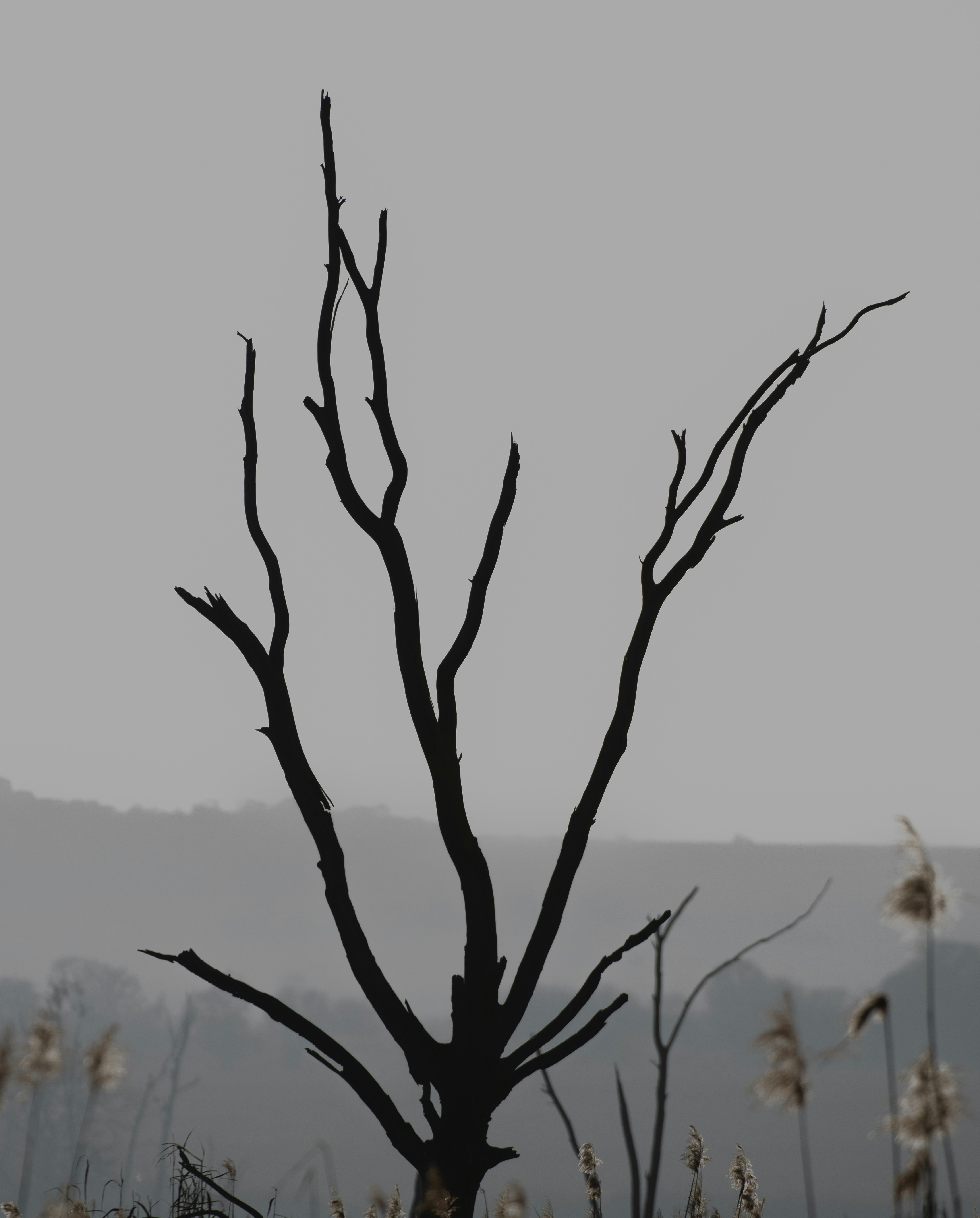 A stark silhouette of a dead tree stands against a muted background, capturing the essence of nature's endurance in a desolate landscape.