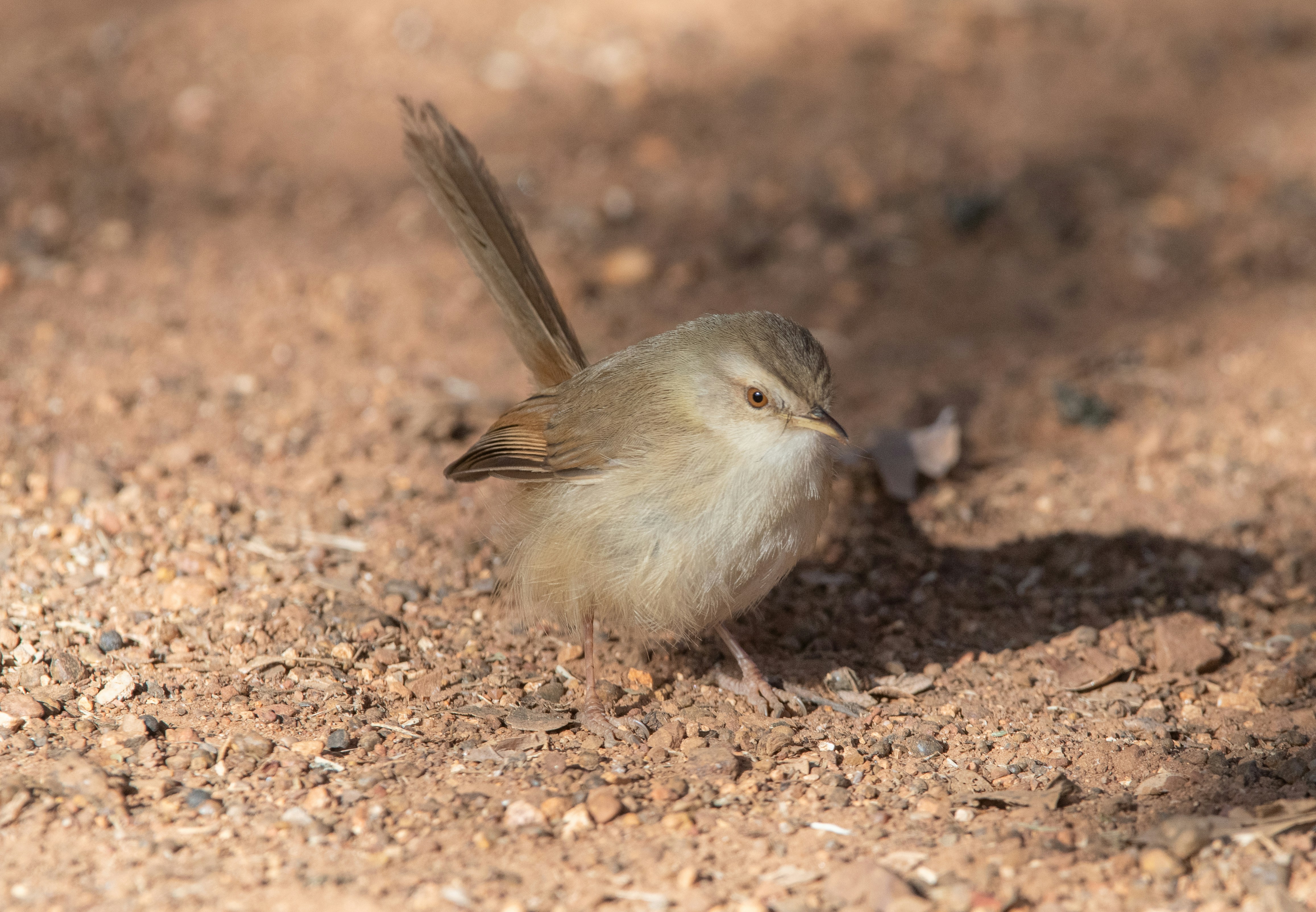 a small bird standing on the ground