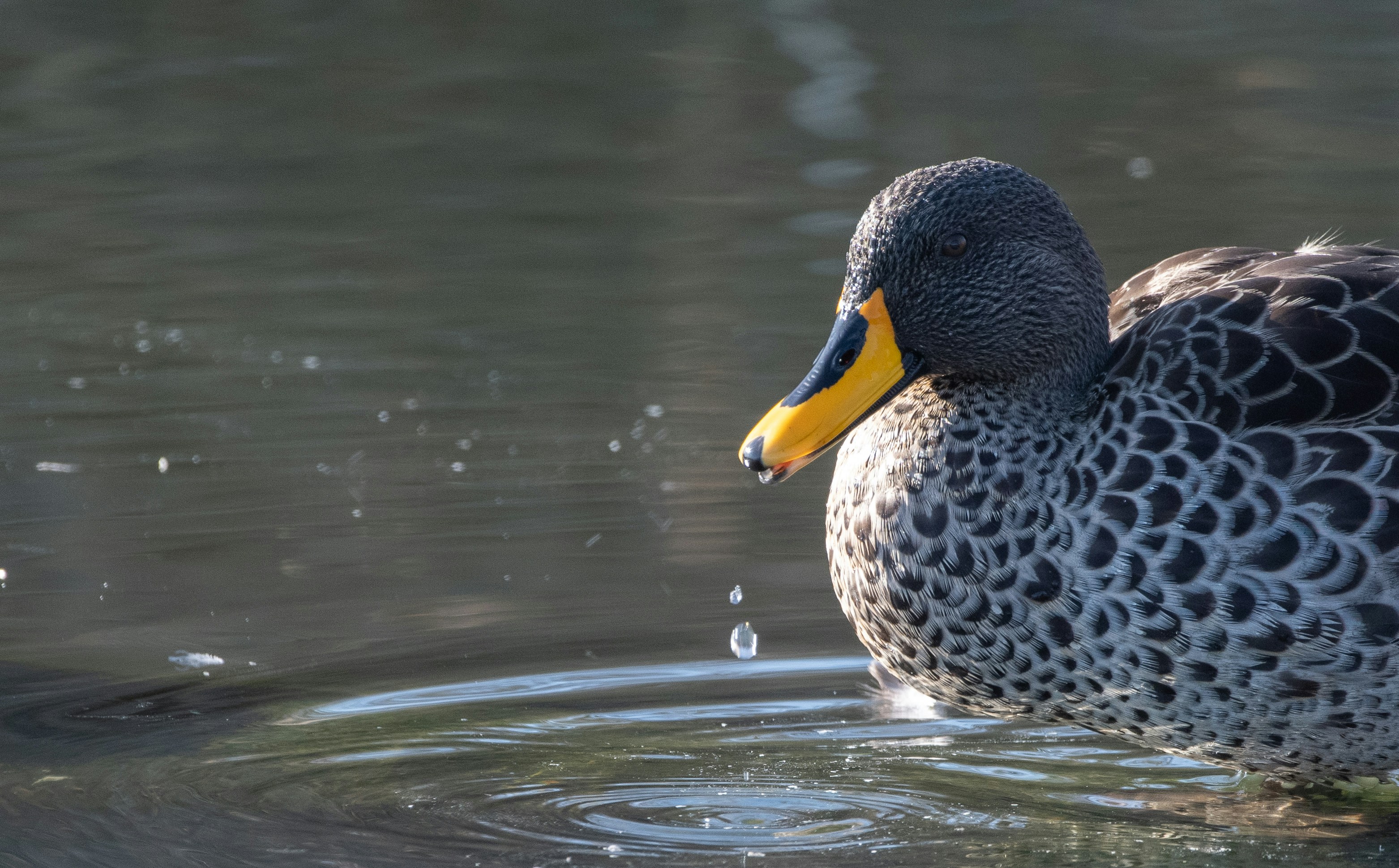 Golden-feathered Beak: Pause at the Waterline