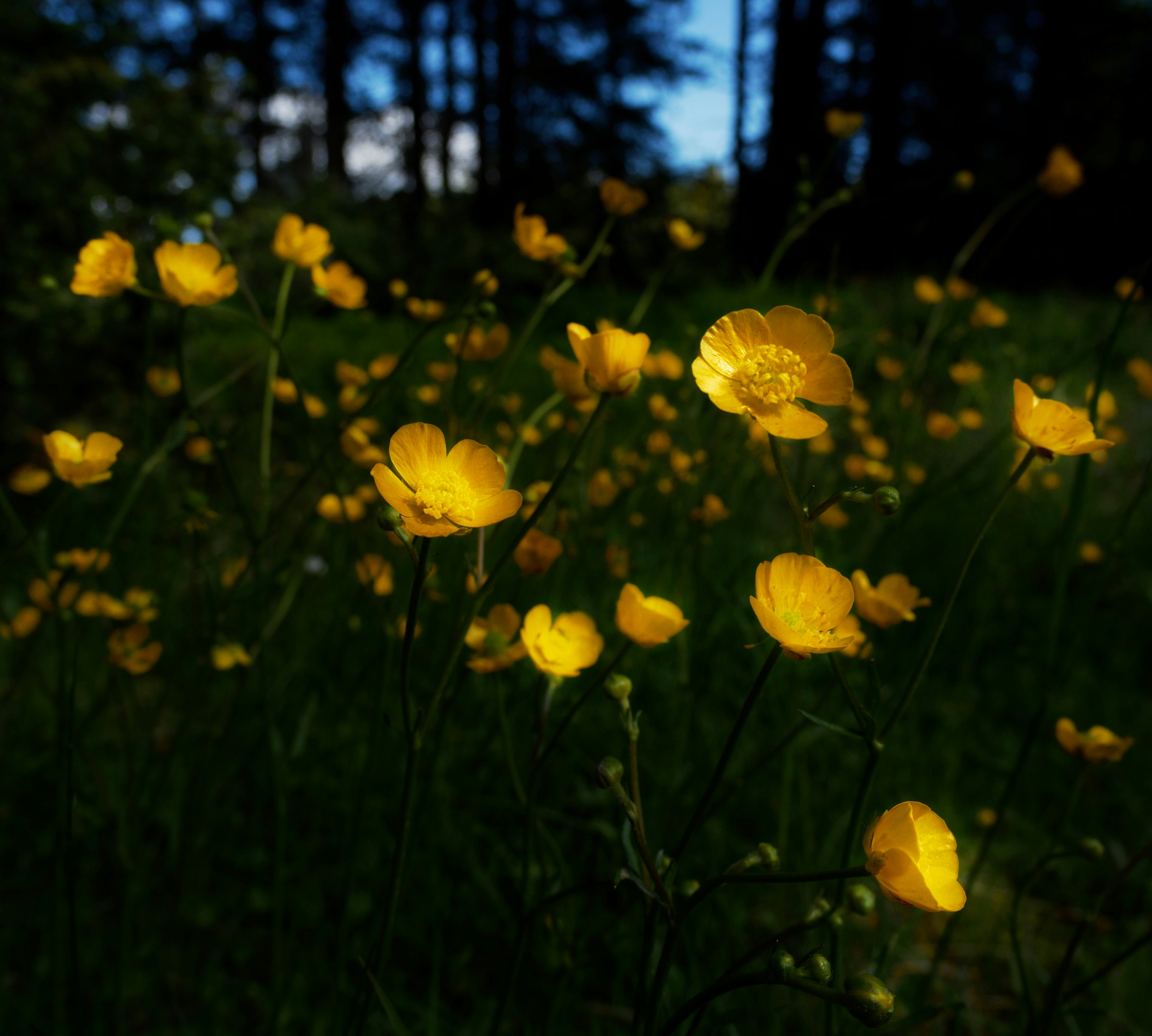 Whispers of Yellow: Buttercups in a Shadowed Meadow