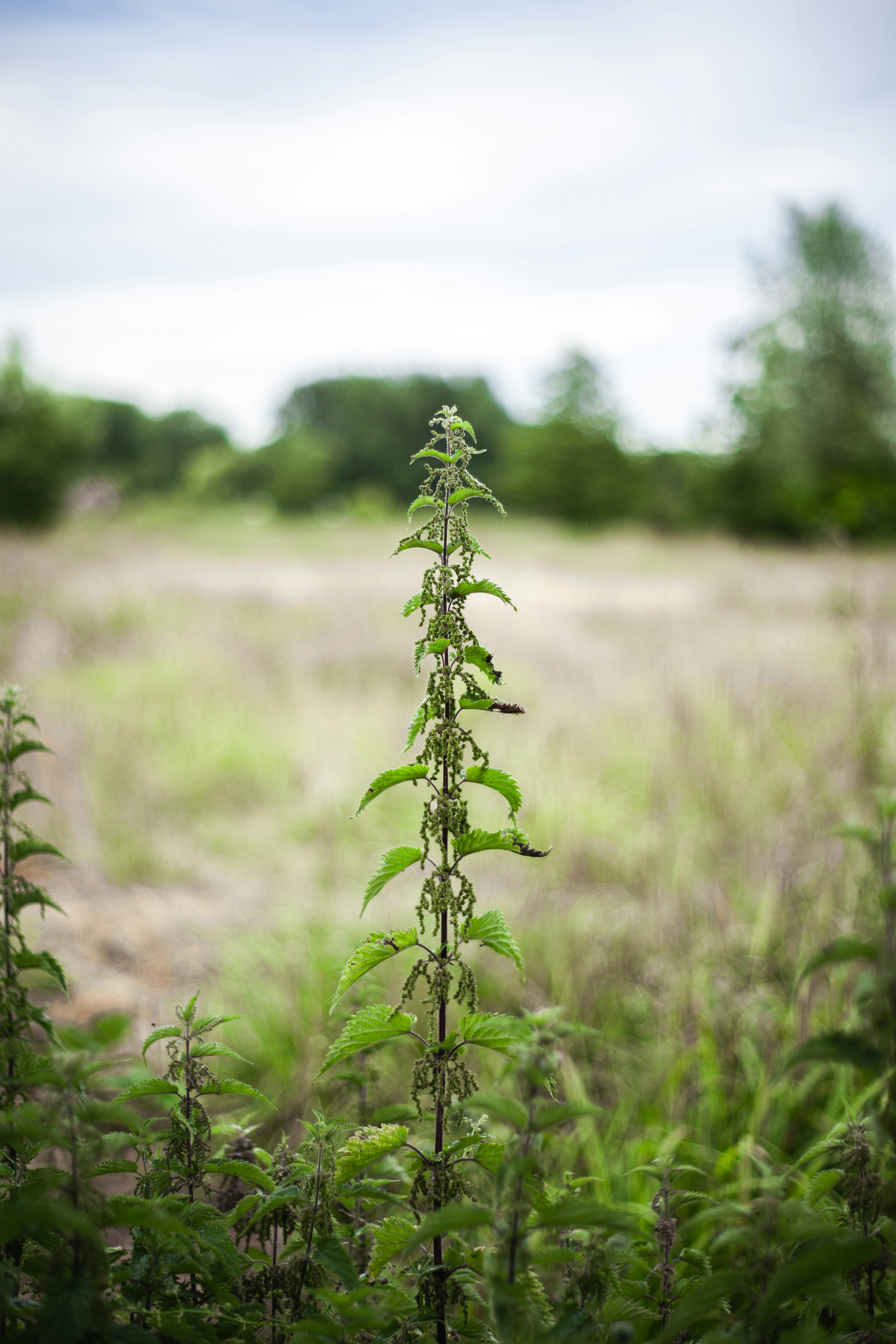 Spike in the Field: A Centered Plant Reaching Toward Summer Light