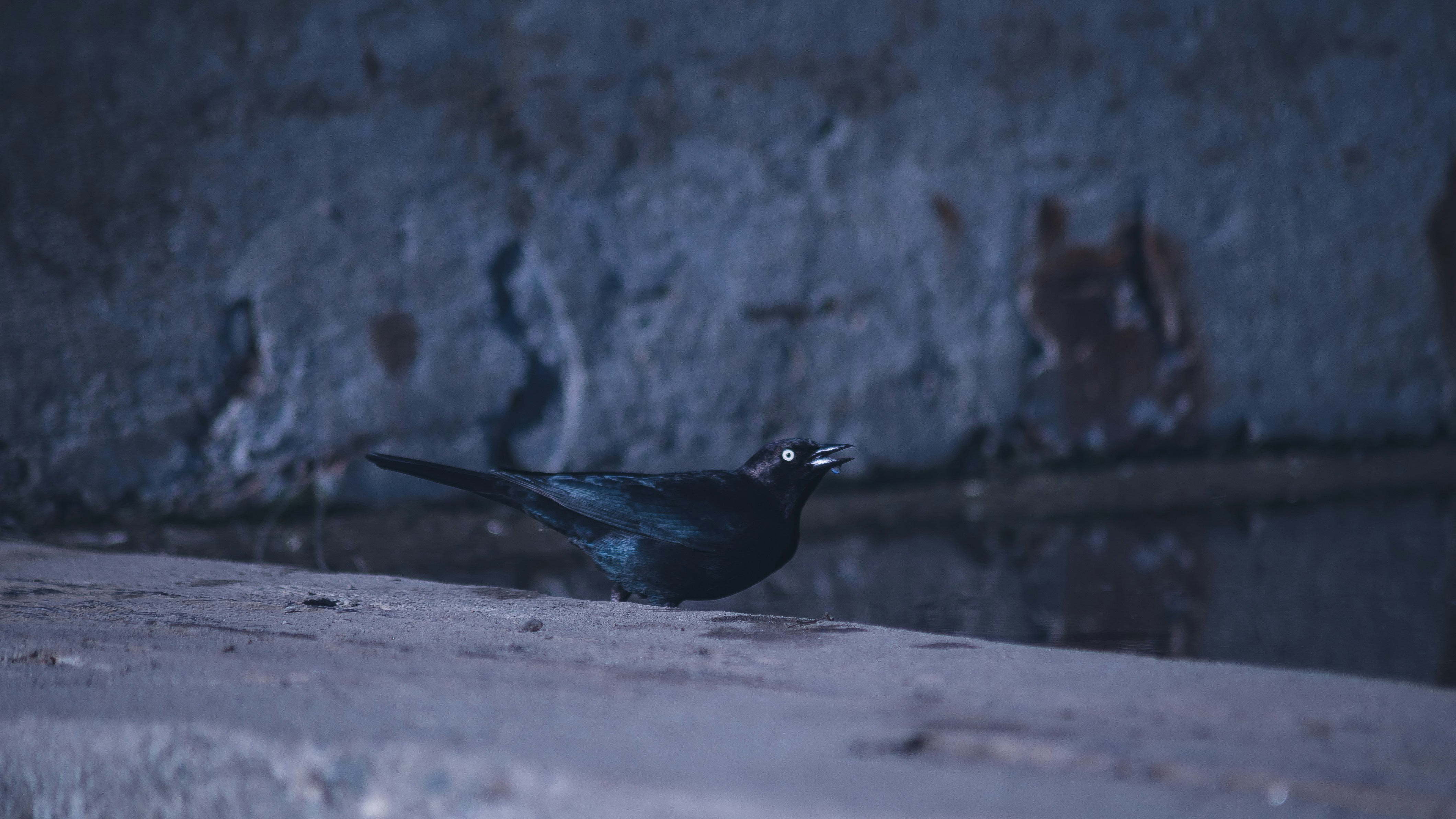 a bird standing on a snowy surface