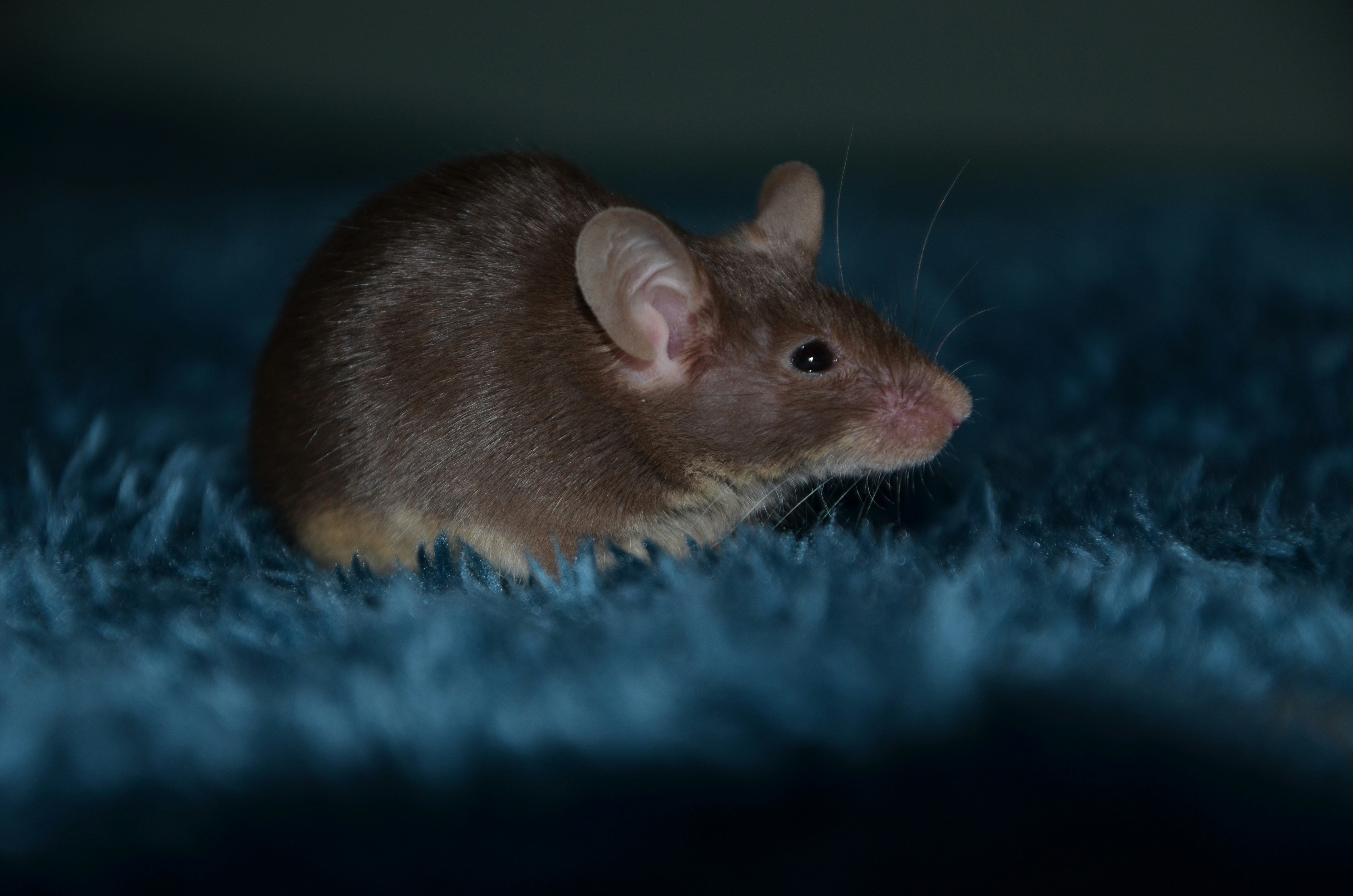 a small rodent on a blue surface