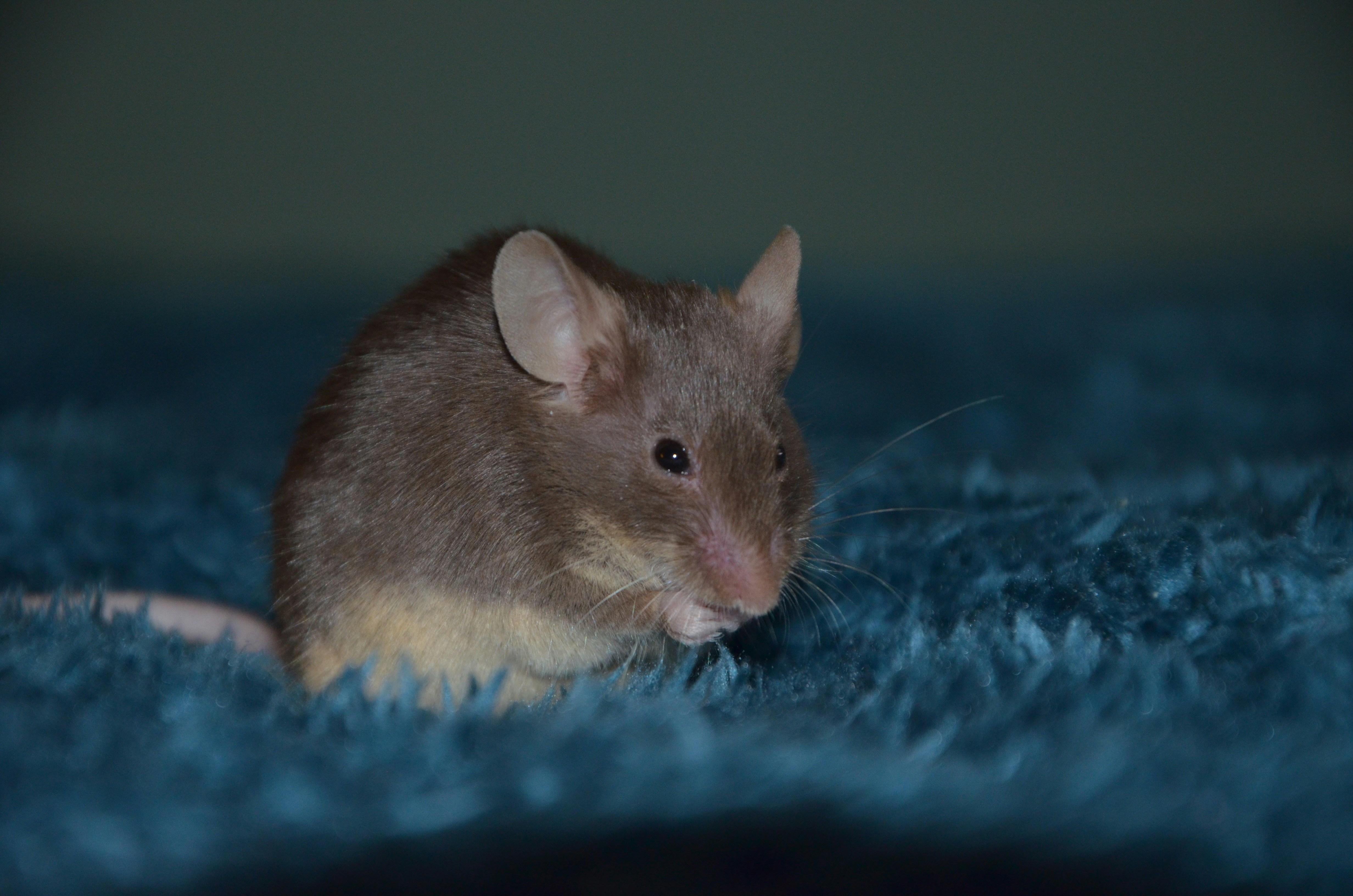 A small mouse with soft brown fur explores a vibrant blue fuzzy surface, showcasing its inquisitive nature.