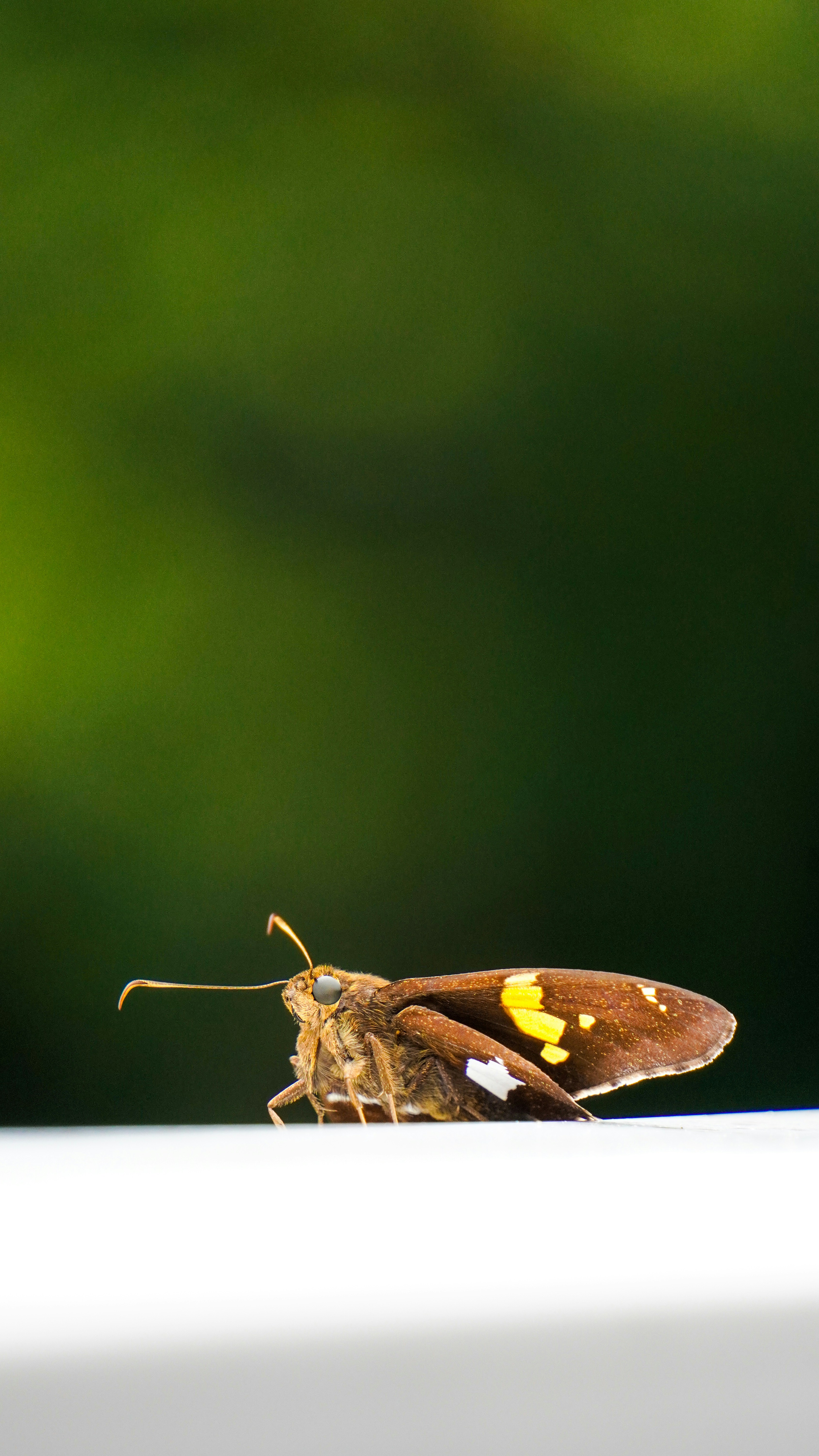 a brown and black insect