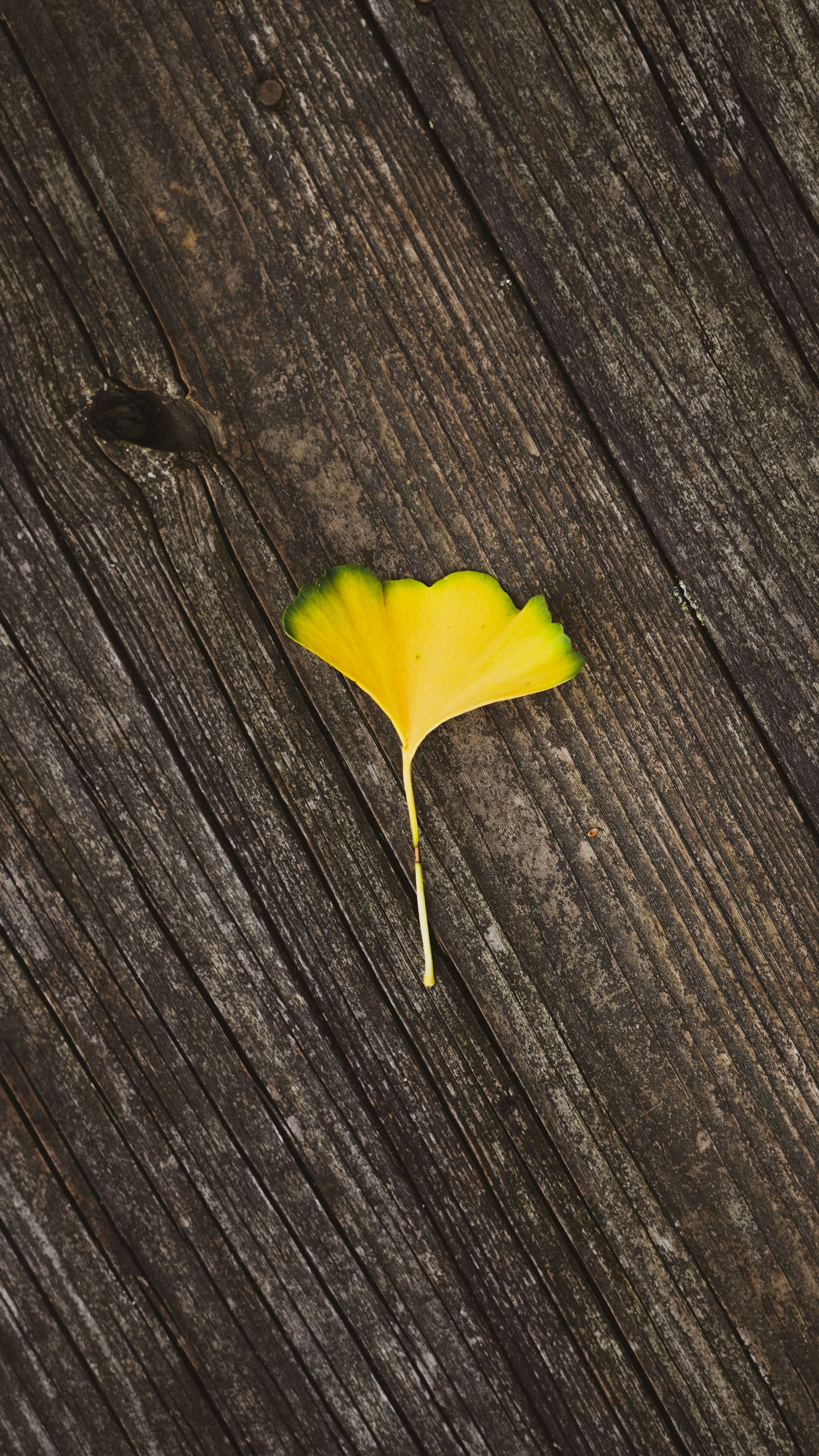 Amber-gold Ginkgo Leaf on Weathered Wood Planks