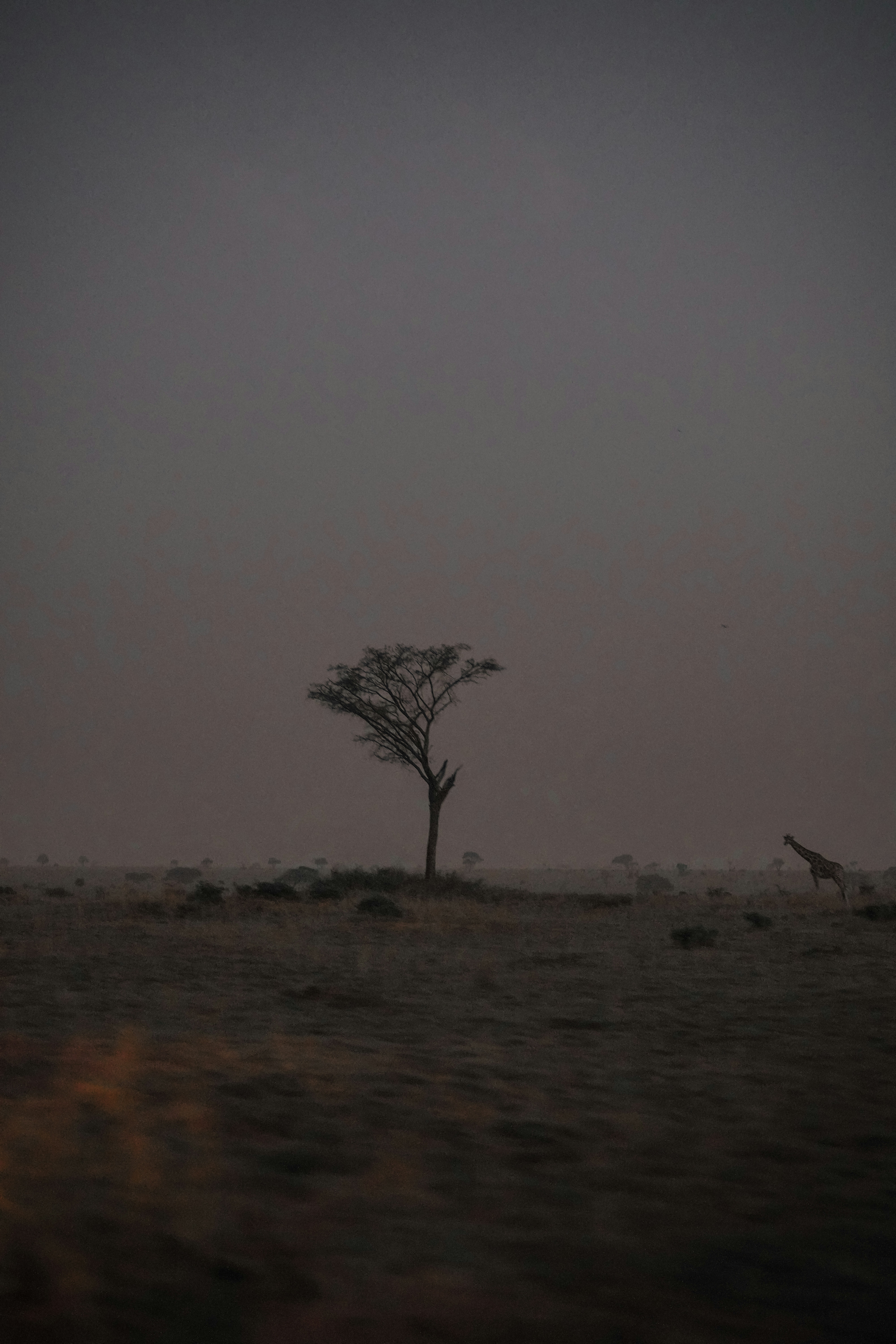 A lone tree stands against a hazy backdrop, with a giraffe subtly positioned in the distance, embodying the vastness of the African landscape.