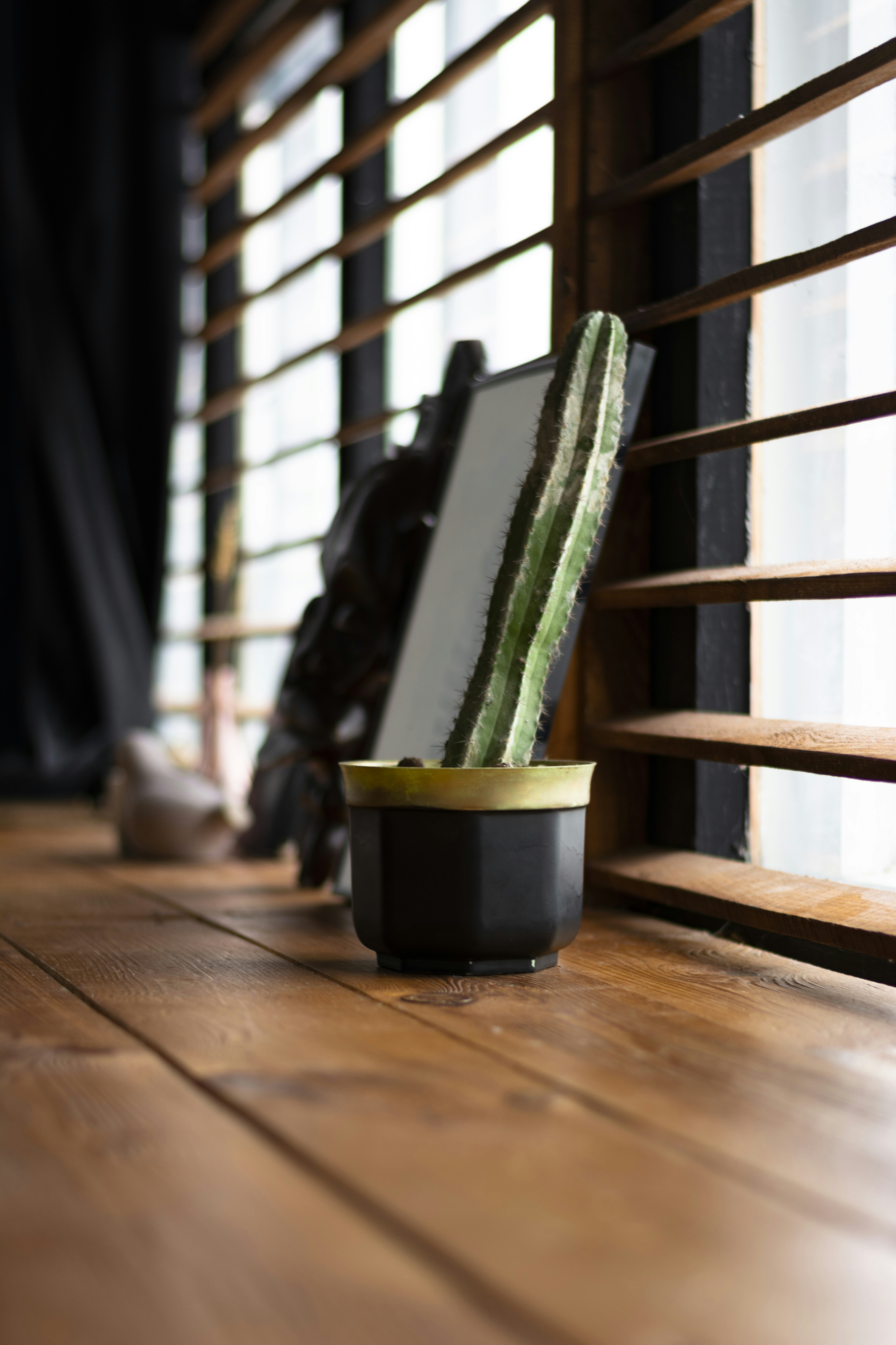 Cactus in a sunlit corridor: a quiet study in wood and light