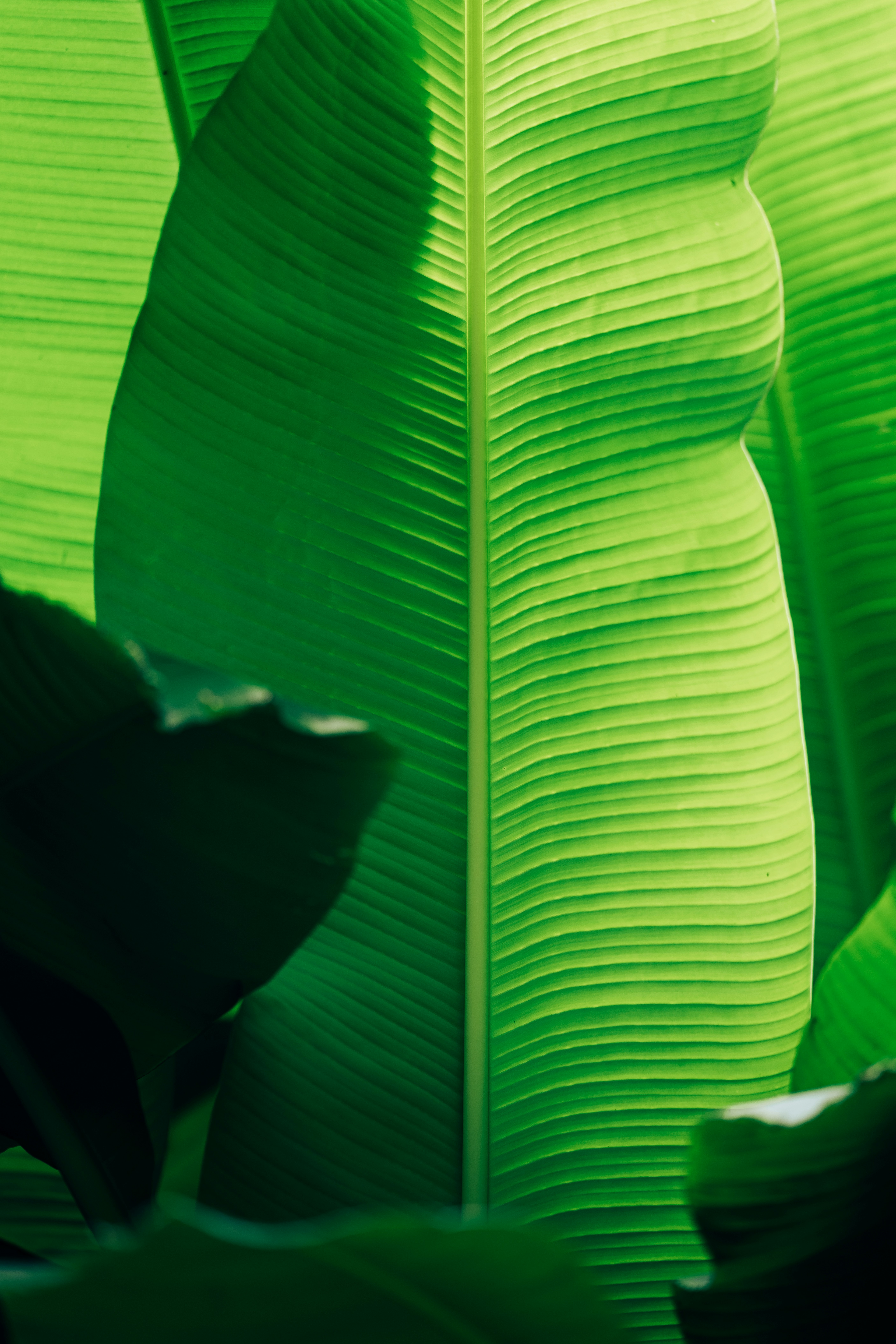 Close-up photograph of vibrant banana leaf surfaces, highlighting the central midrib and regular rib textures.