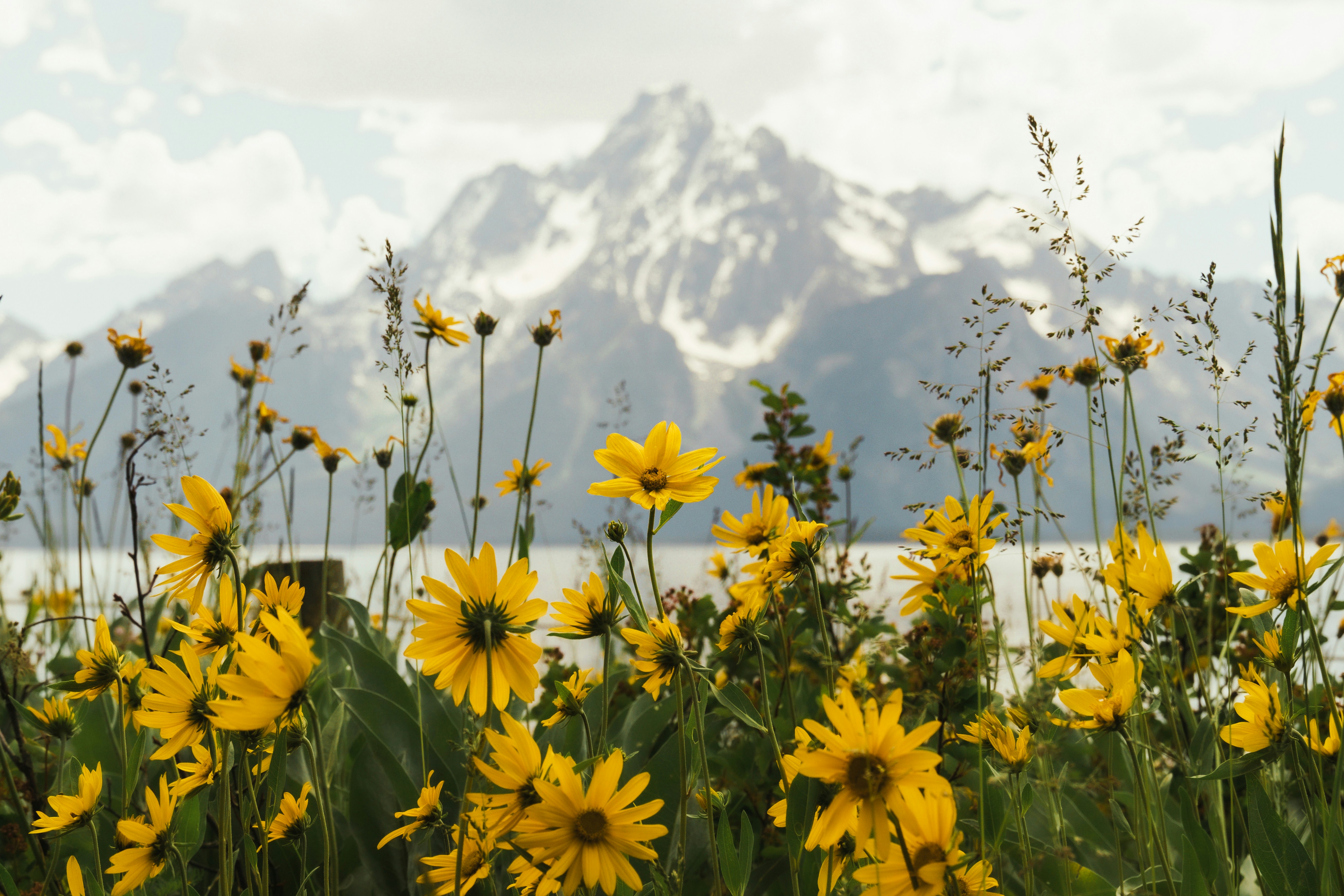 Golden Meadow in Front of Snow-Crowned Peaks