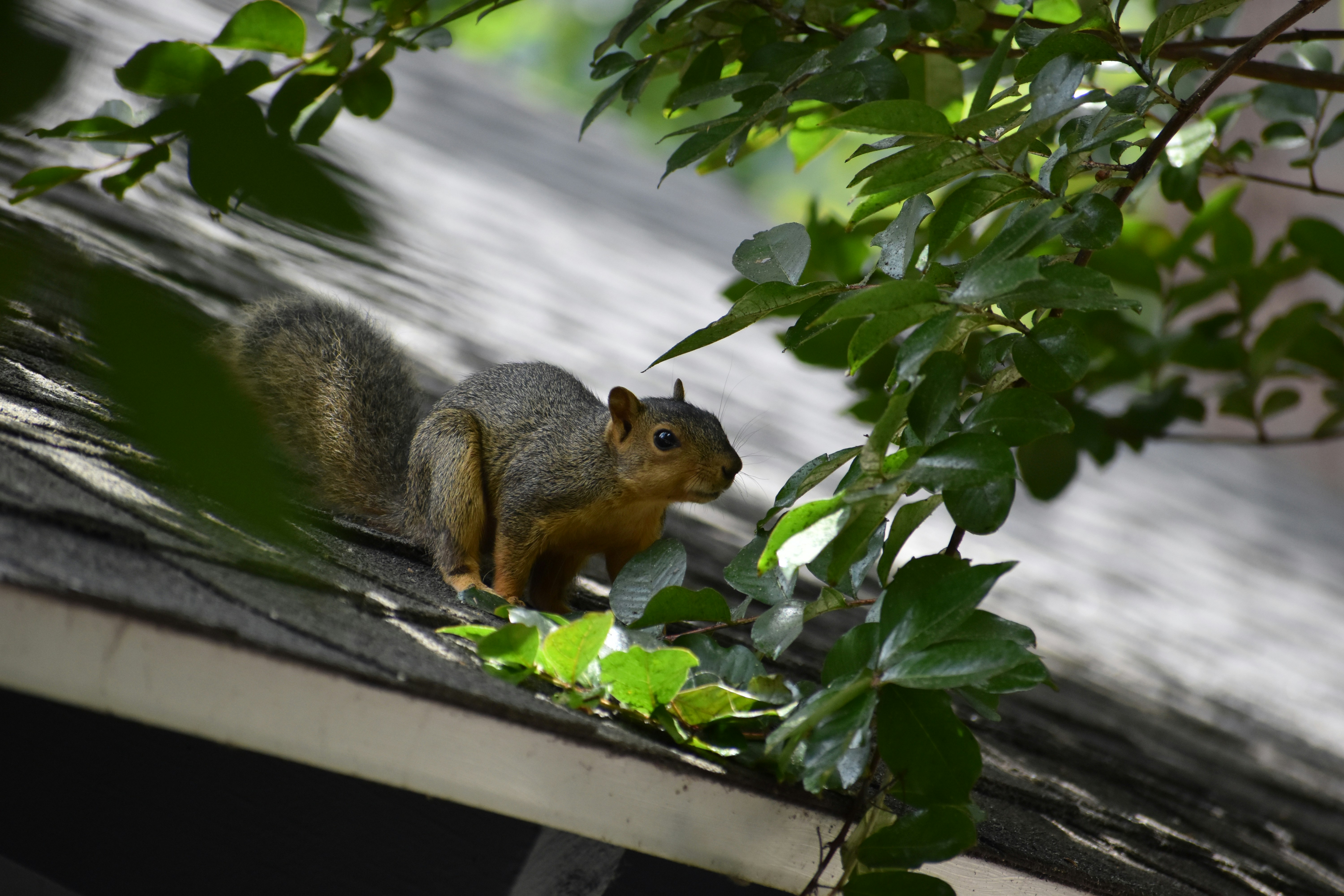 Curious Squirrel on a Sun-Warmed Roof Edge Framed by Leaves