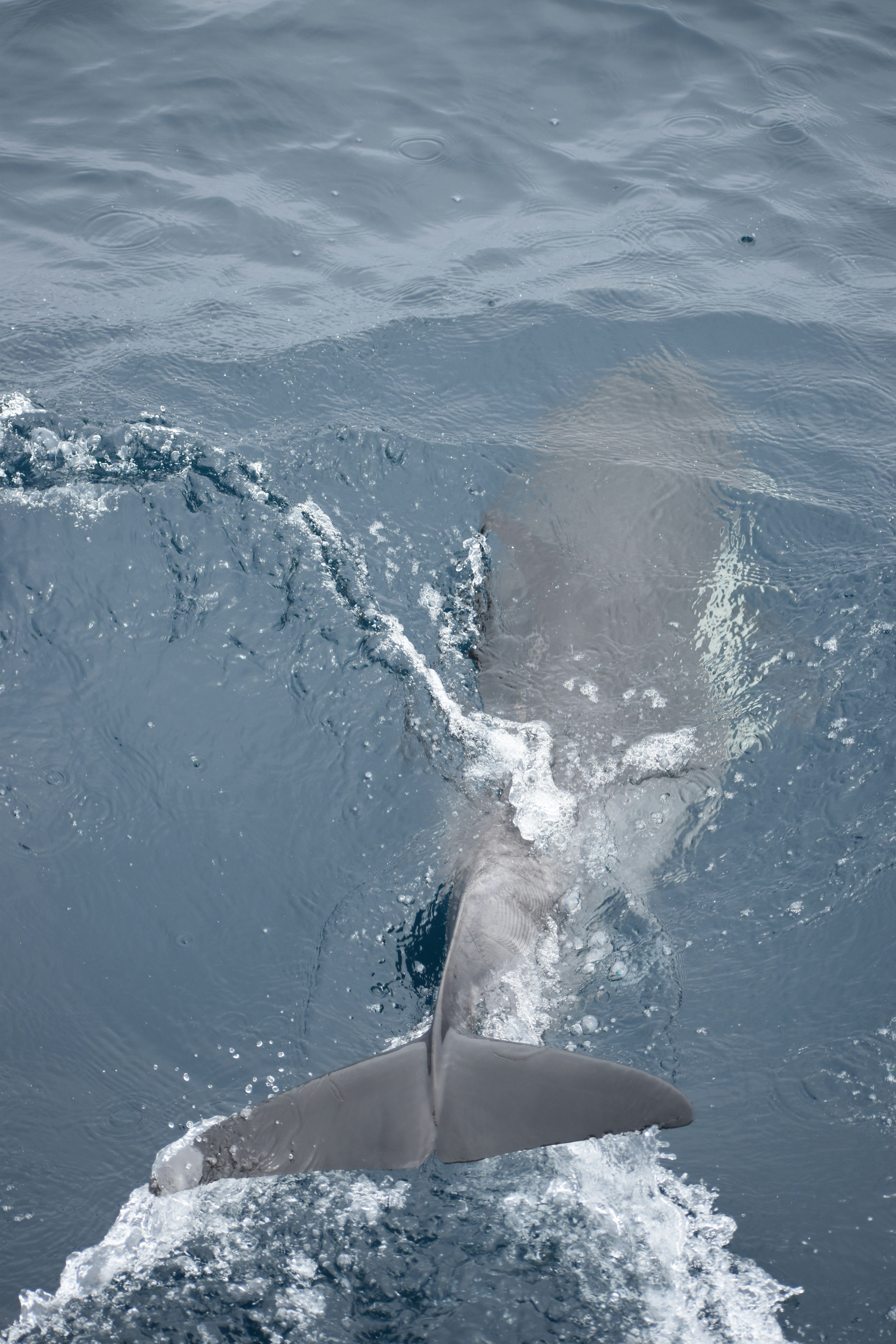 a whale in the water