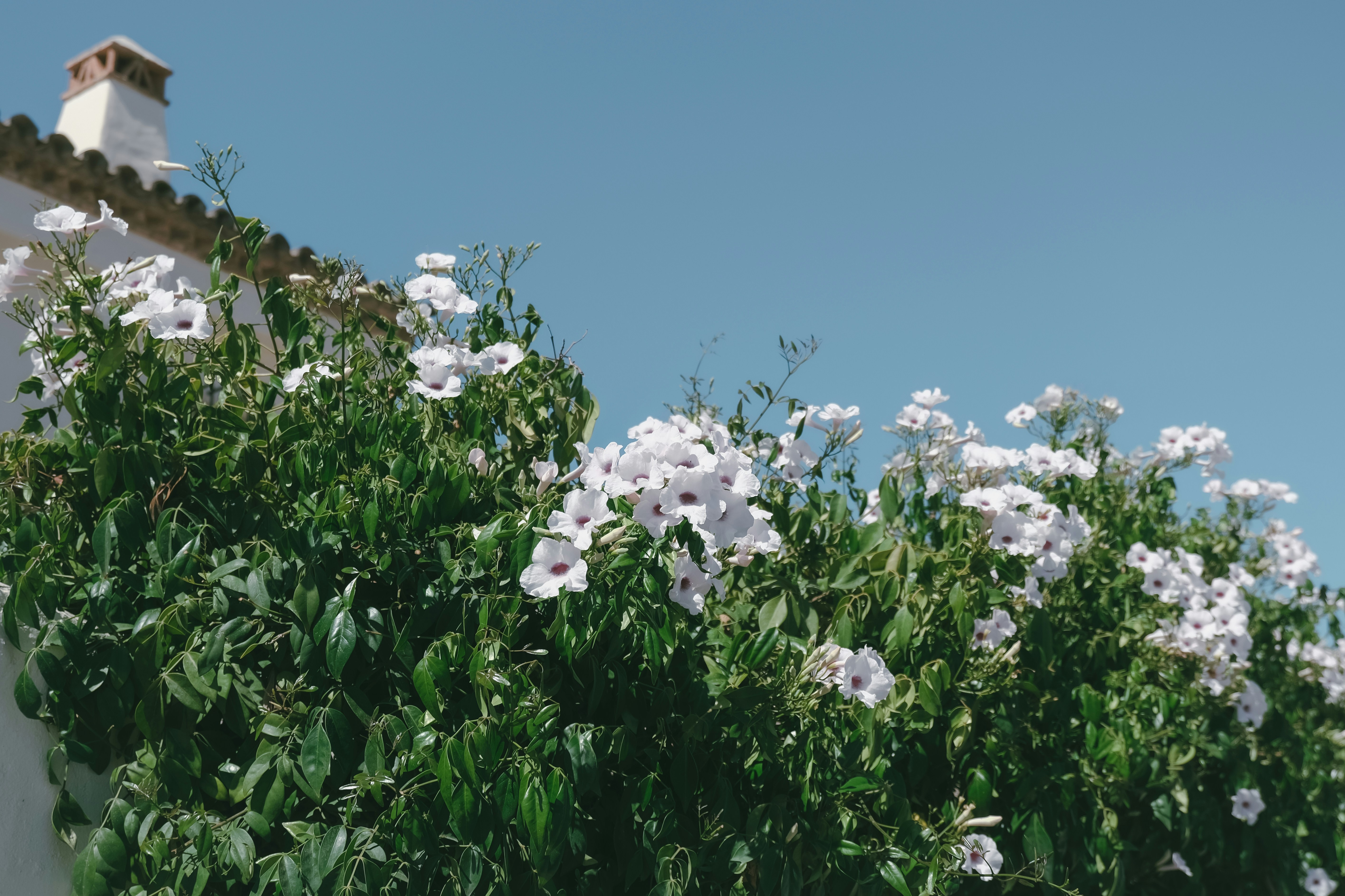 White flowers bloom against a lush green backdrop and clear blue sky beside a rustic house.