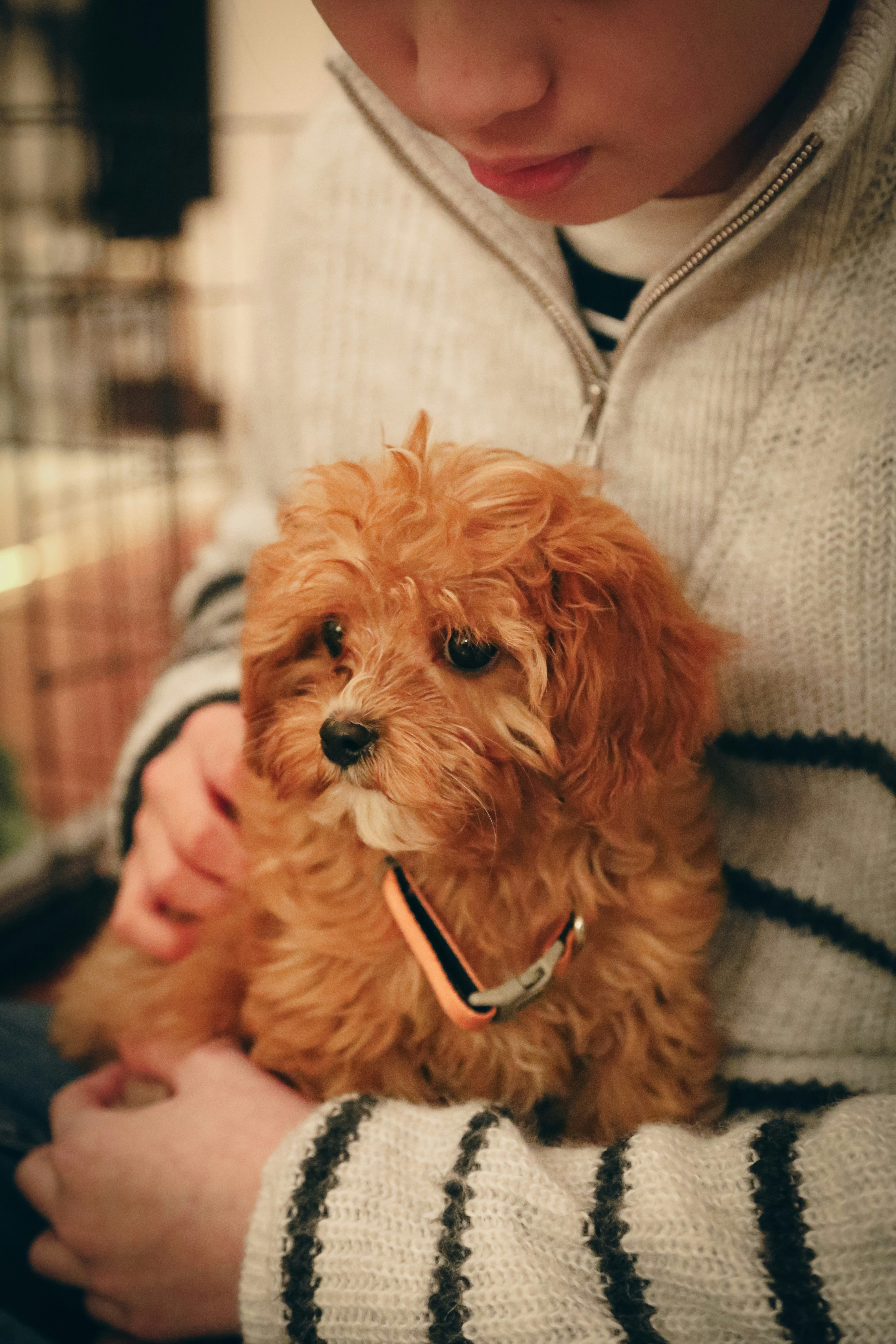 A small, fluffy dog nestled in the arms of a person, exuding warmth and comfort in a cozy setting.
