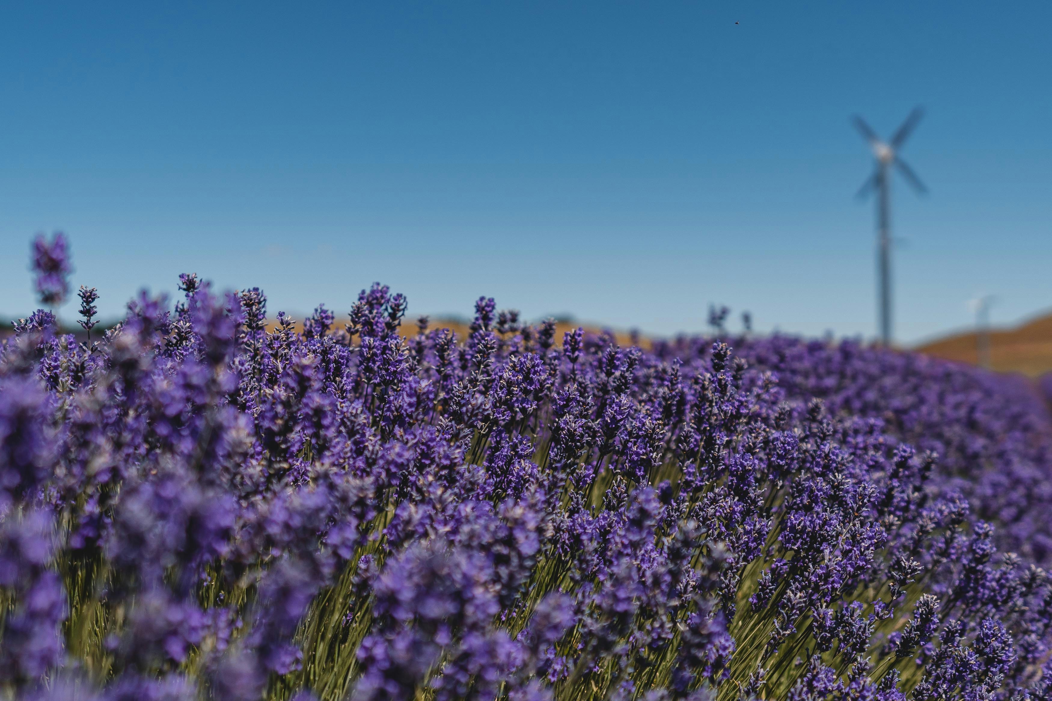 Lavender Sea under a Clear Horizon