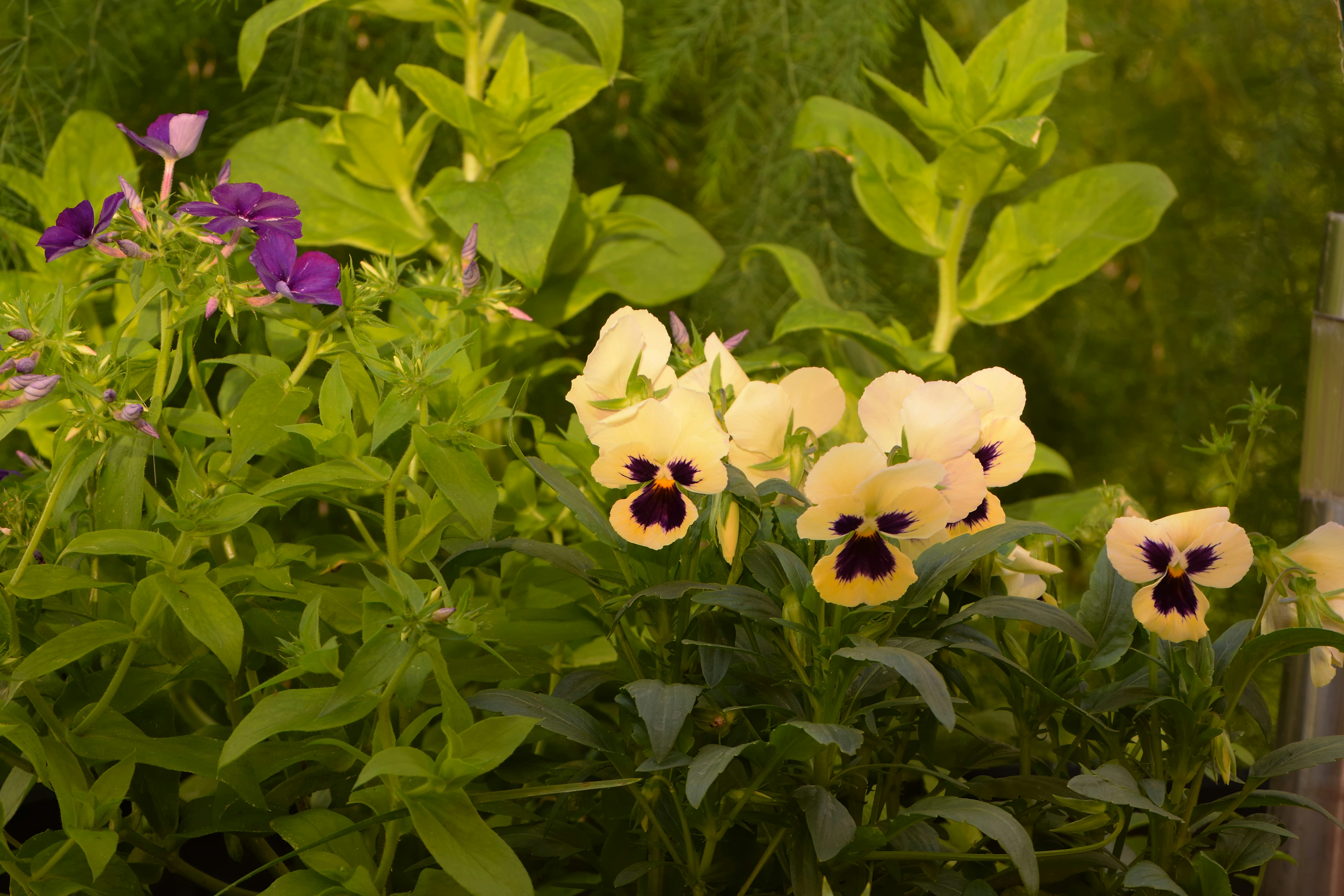 Cream-Petaled Pansies with Violet Centers in a Sunlit Garden Corner