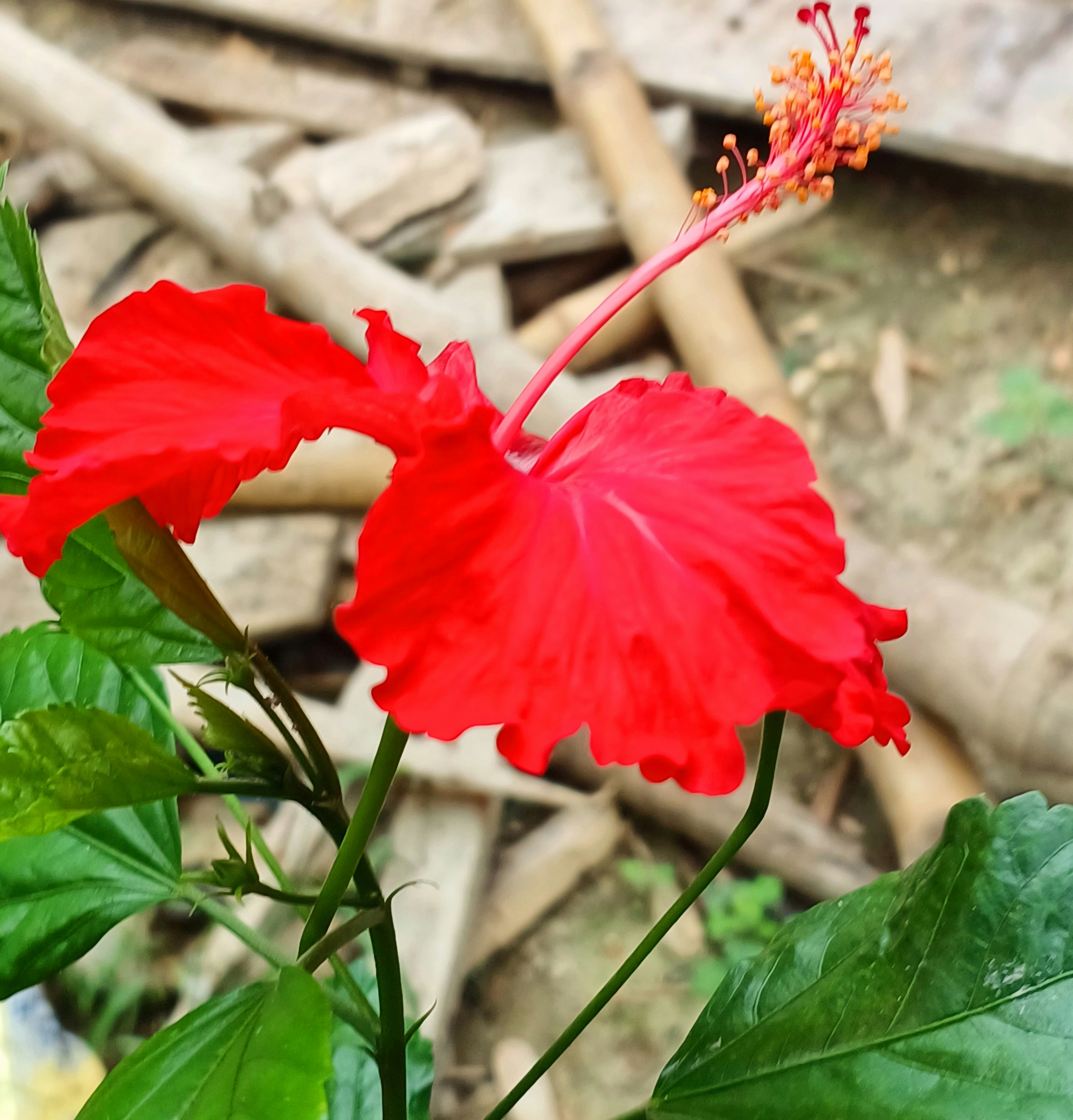 Crimson Hibiscus: A Bold Bloom Framed by Weathered Wood