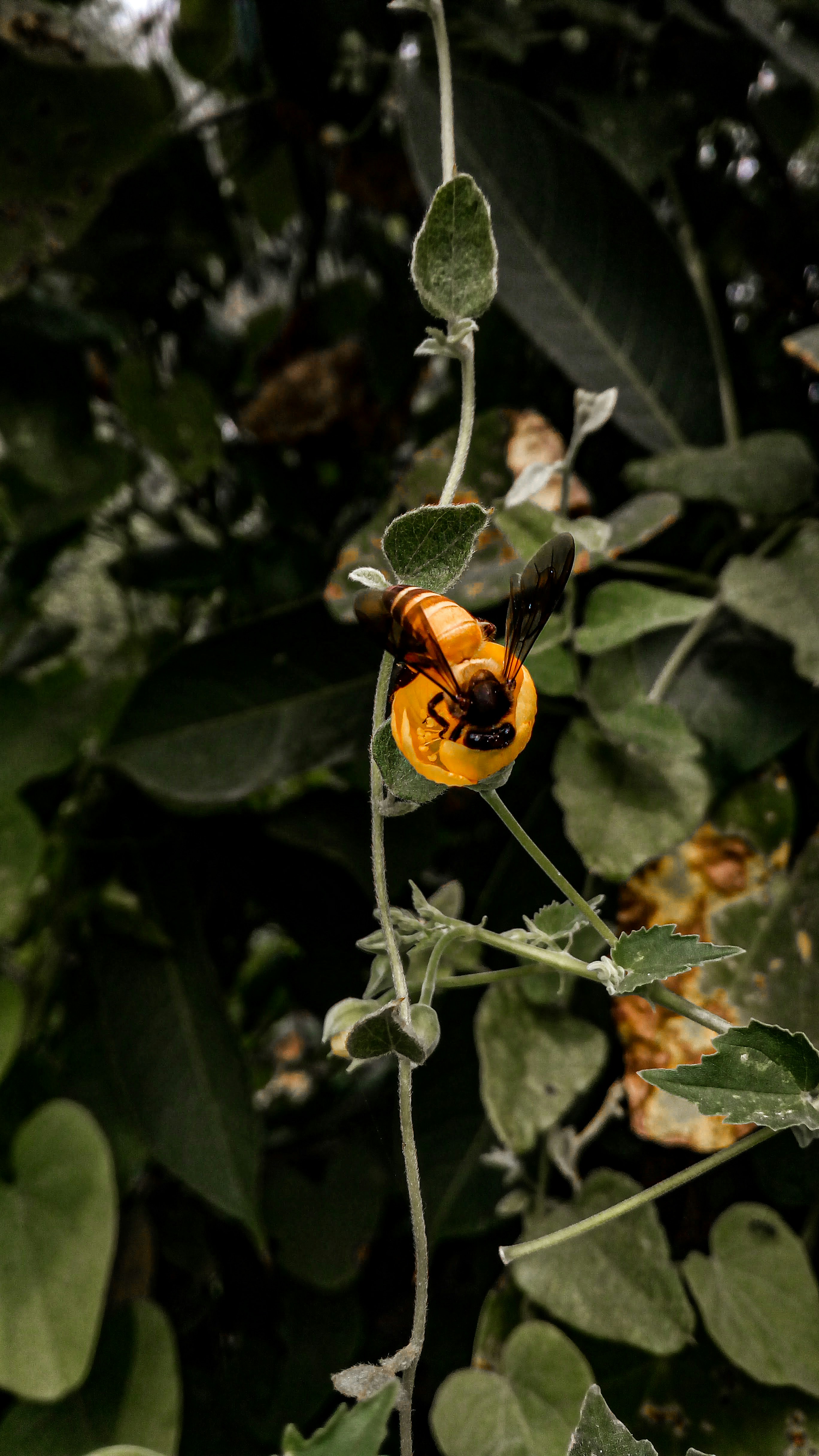 Photo by Ranu Parashar with Lava X10