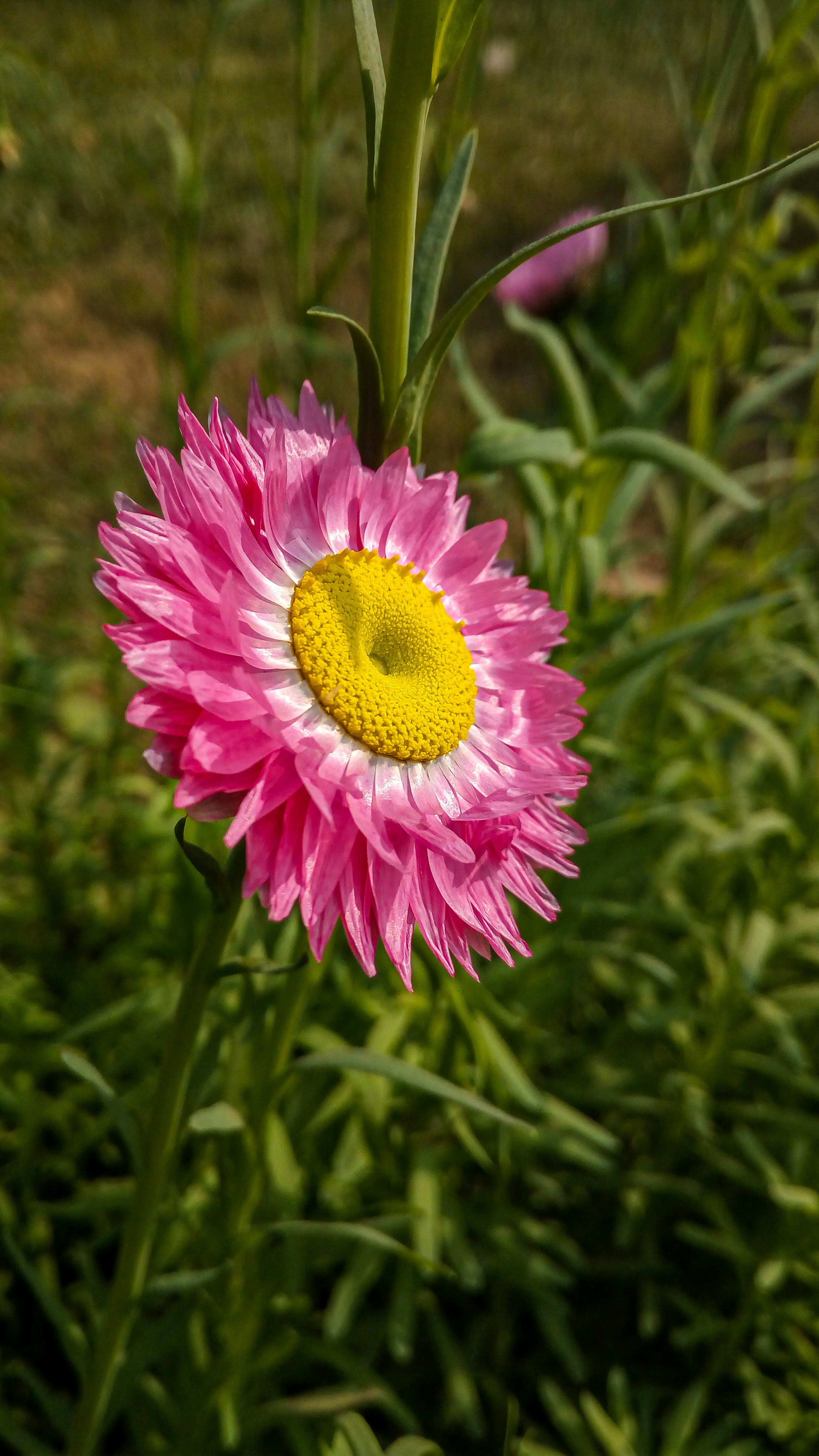 Vibrant pink flower with a yellow center, surrounded by lush green foliage. The flower stands out prominently against its backdrop.