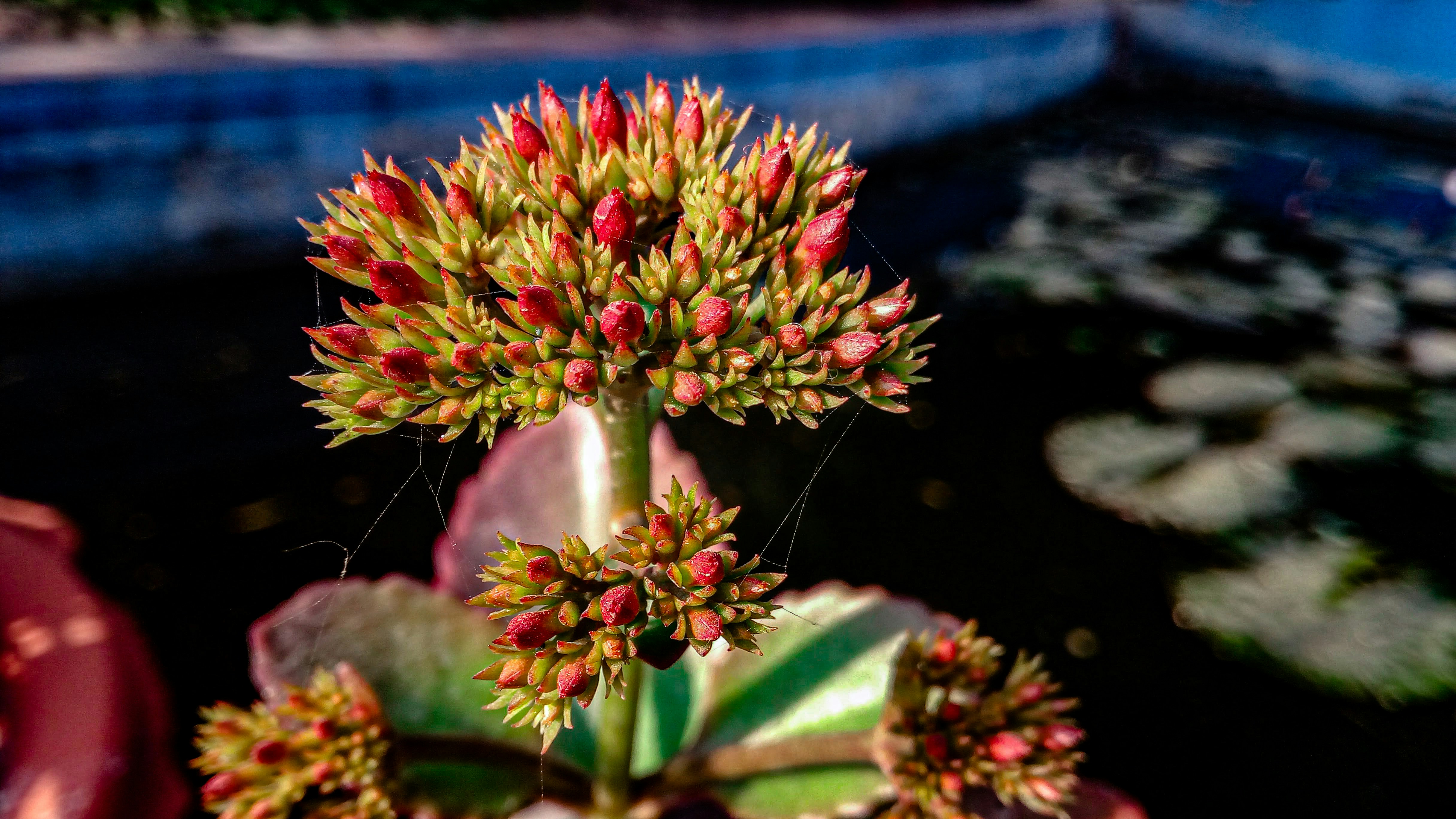 Blooming Coral Heads Reach for the Lagoon Sun