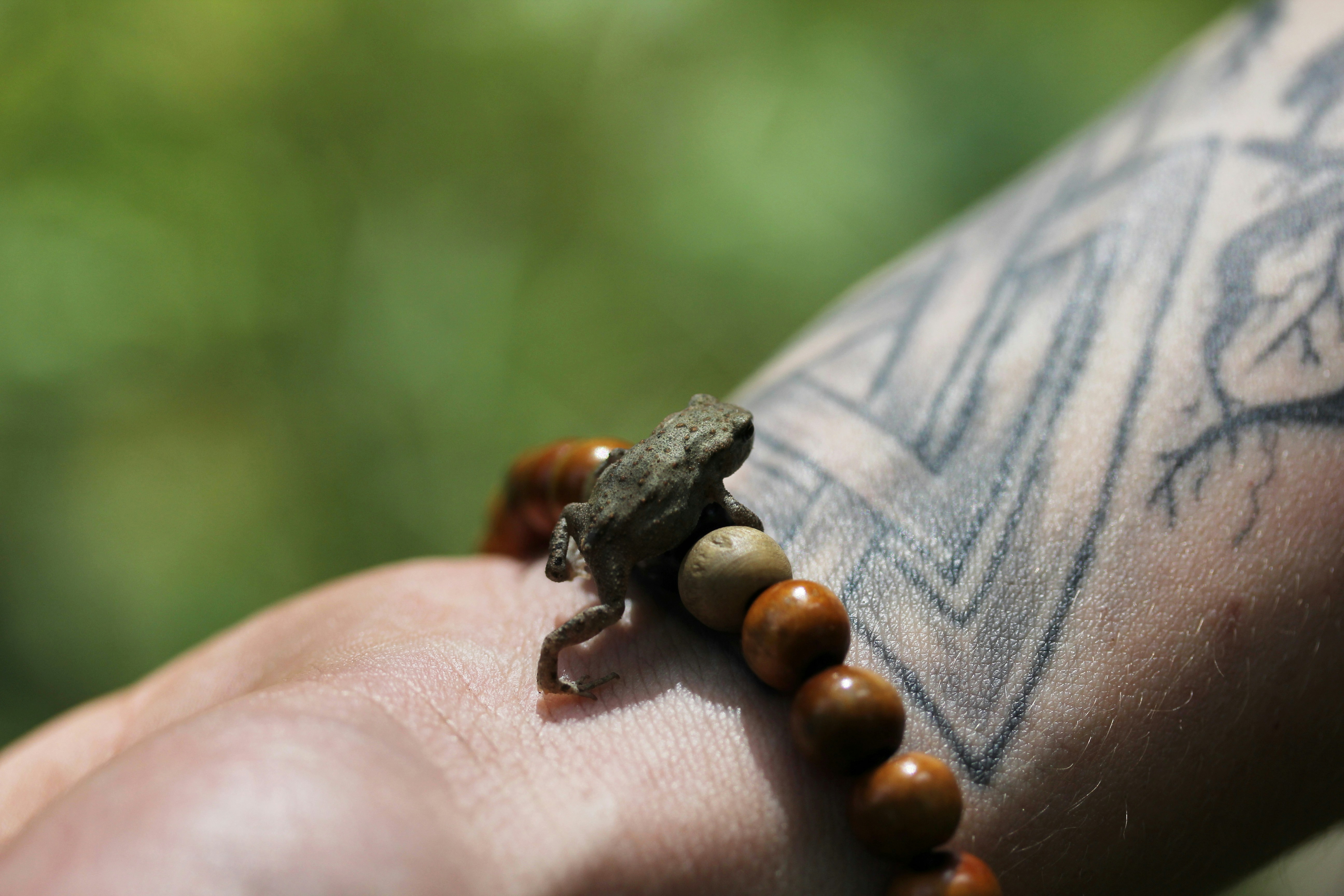Tiny Tree Frog on a Beaded Bracelet: A Micro Portrait in Dappled Light