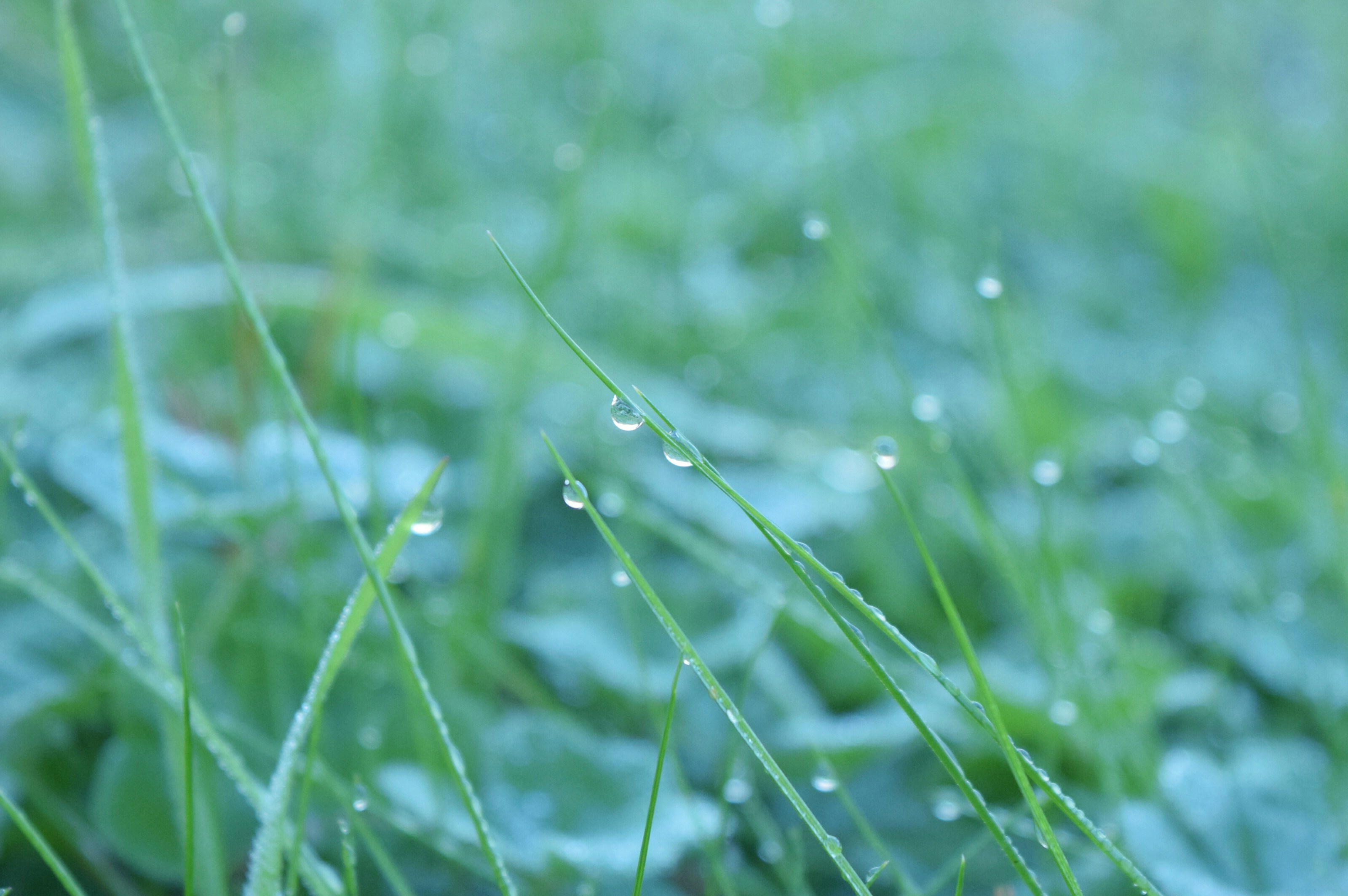 Grass Wallpaper Pictures | Download Free Images on Unsplash