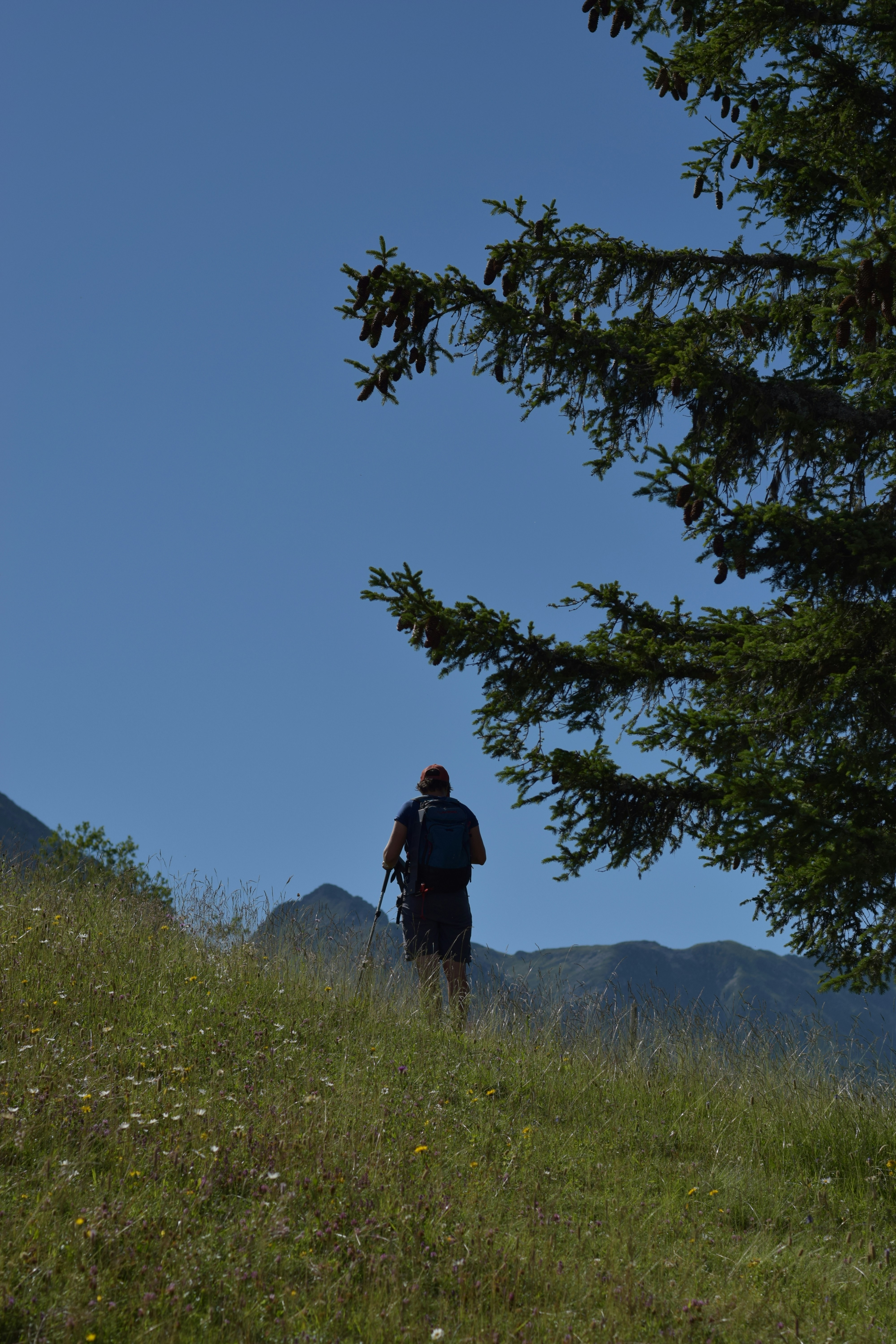 Hiker Cresting a Sunlit Meadow Under Alpine Pines