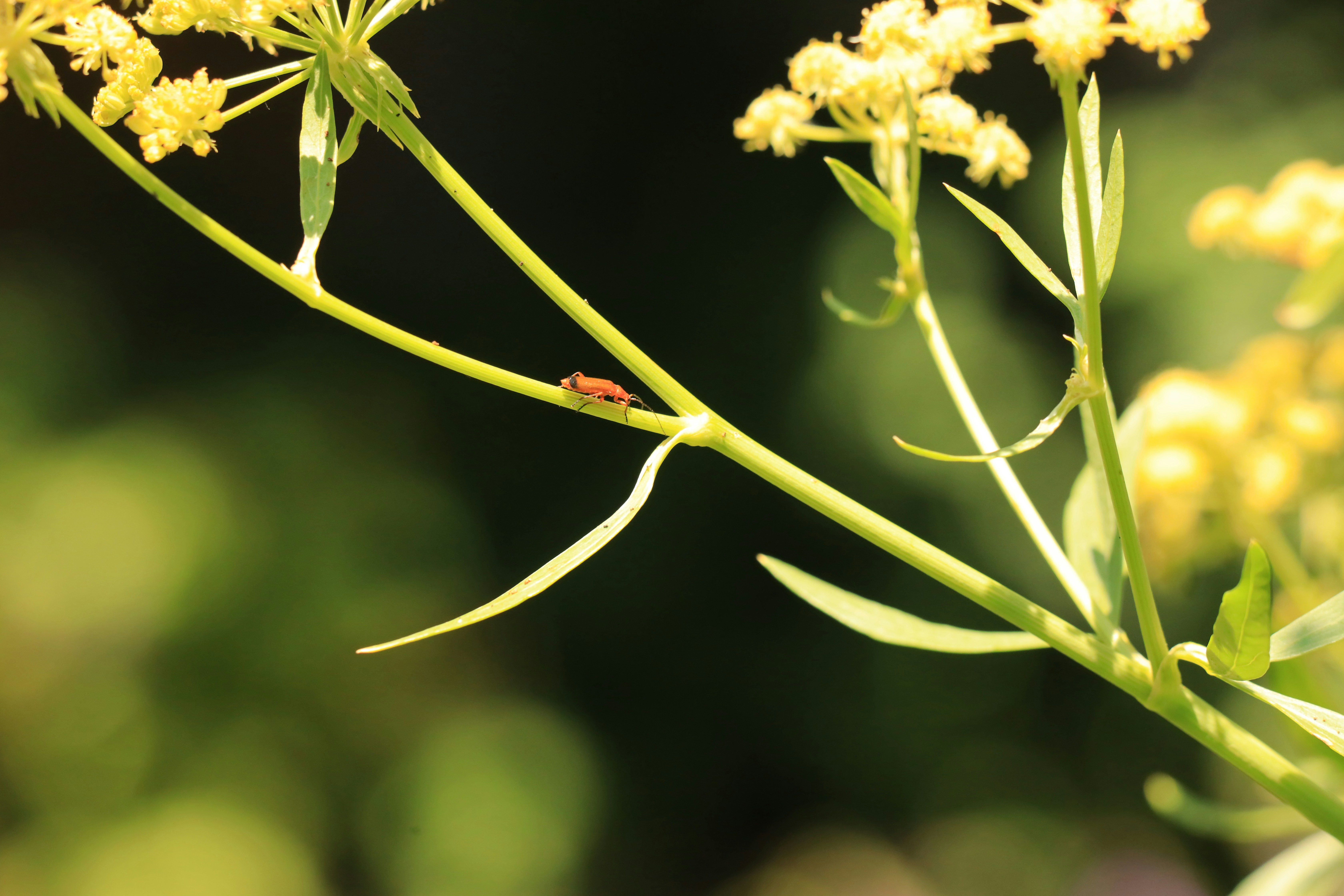 Un insecte sur une plante photo – Photo Plante Gratuite sur Unsplash