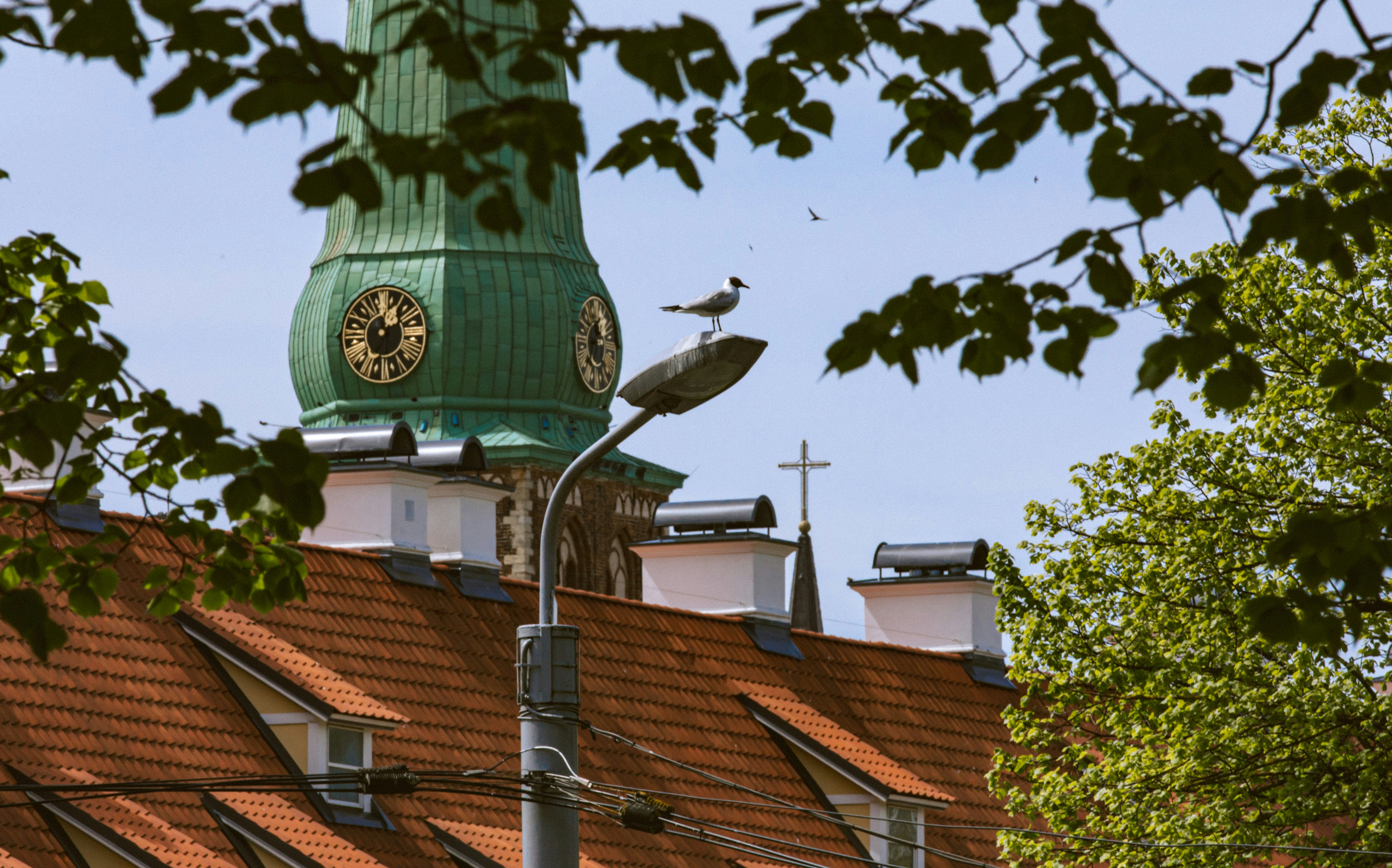 a couple of birds on a bird feeder