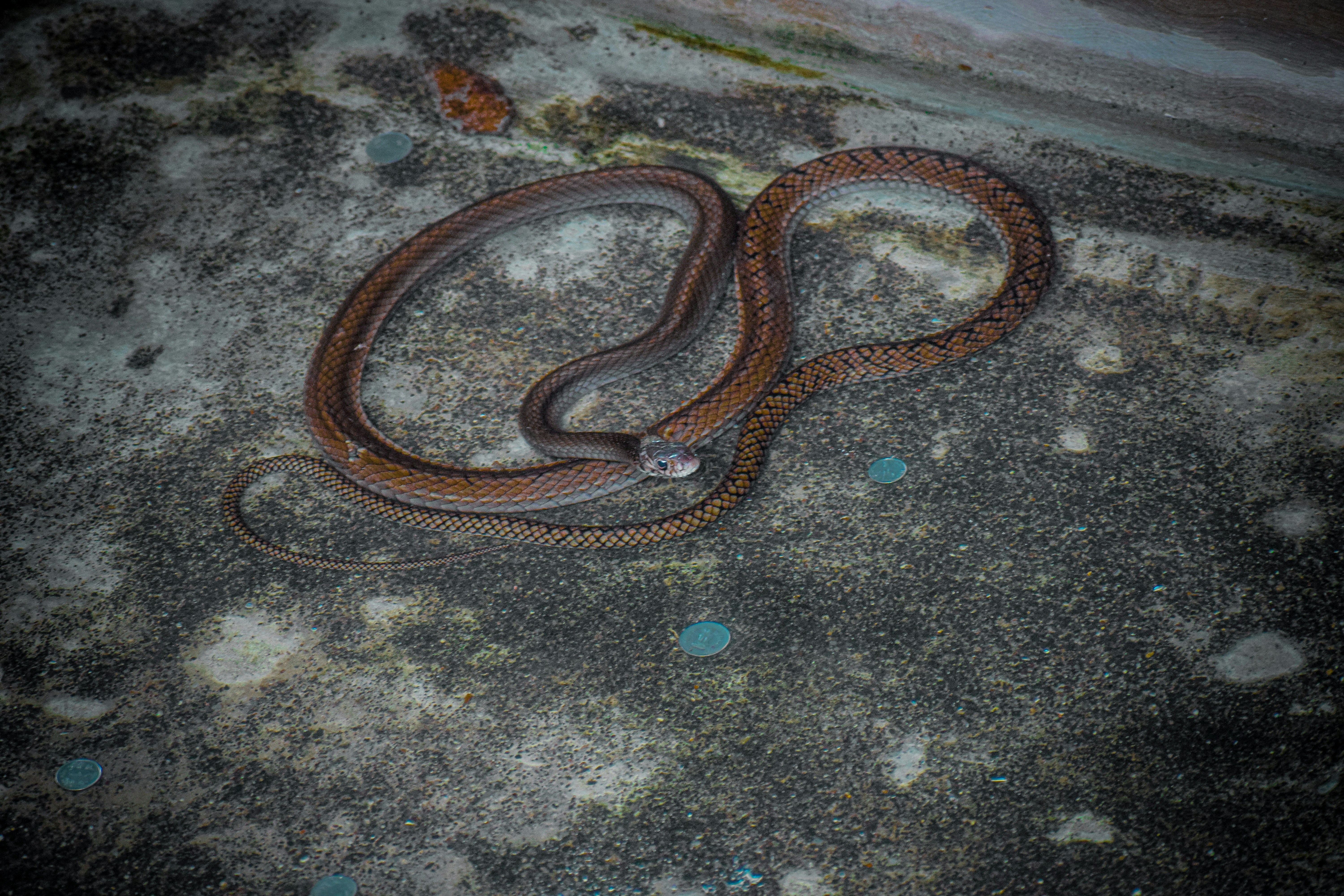 Venomous Snake Killed A US Marine At Subic Bay Philippines 1974 ...