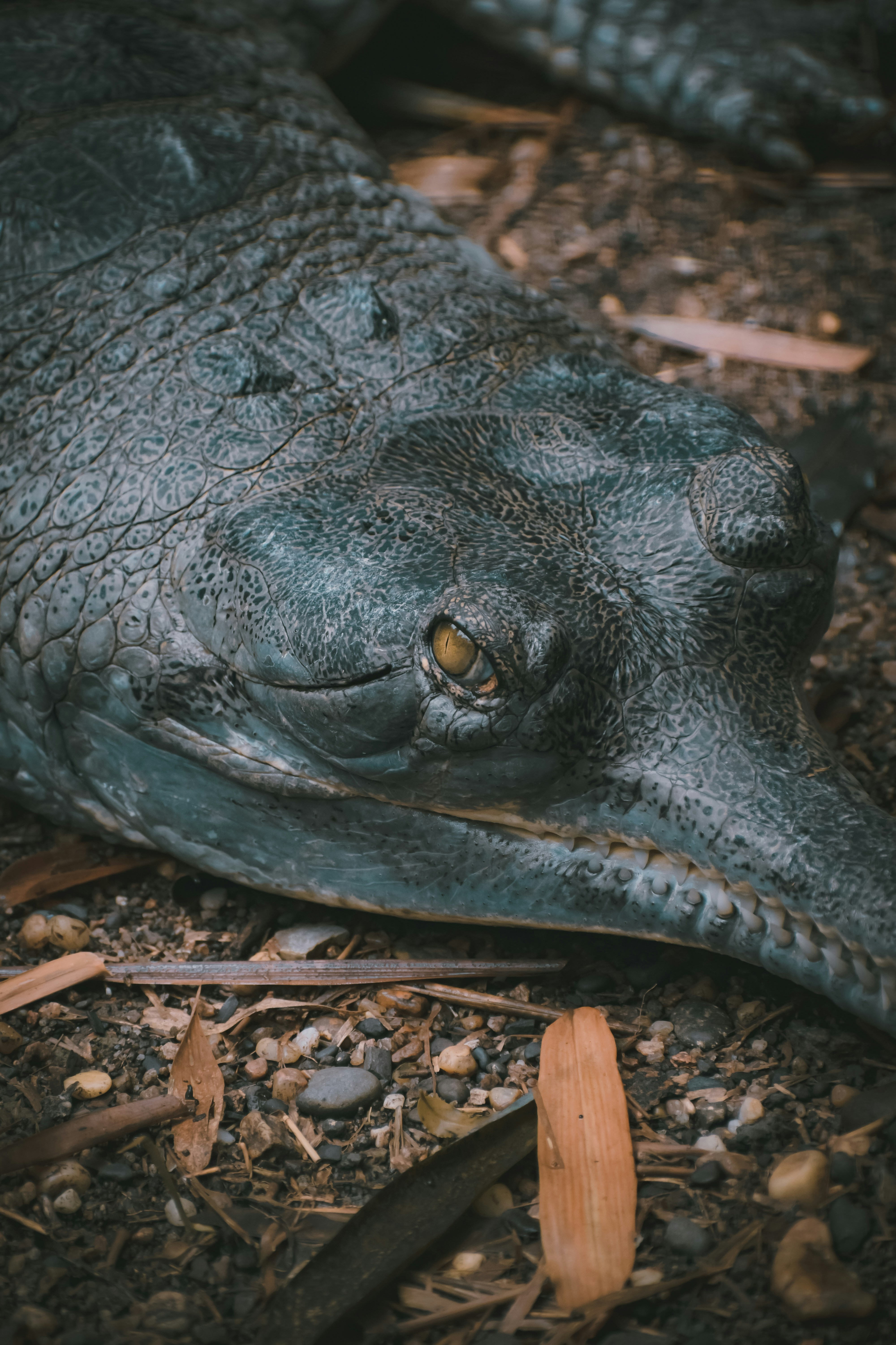 Close encounter with a resting crocodile: textured scales and amber eye