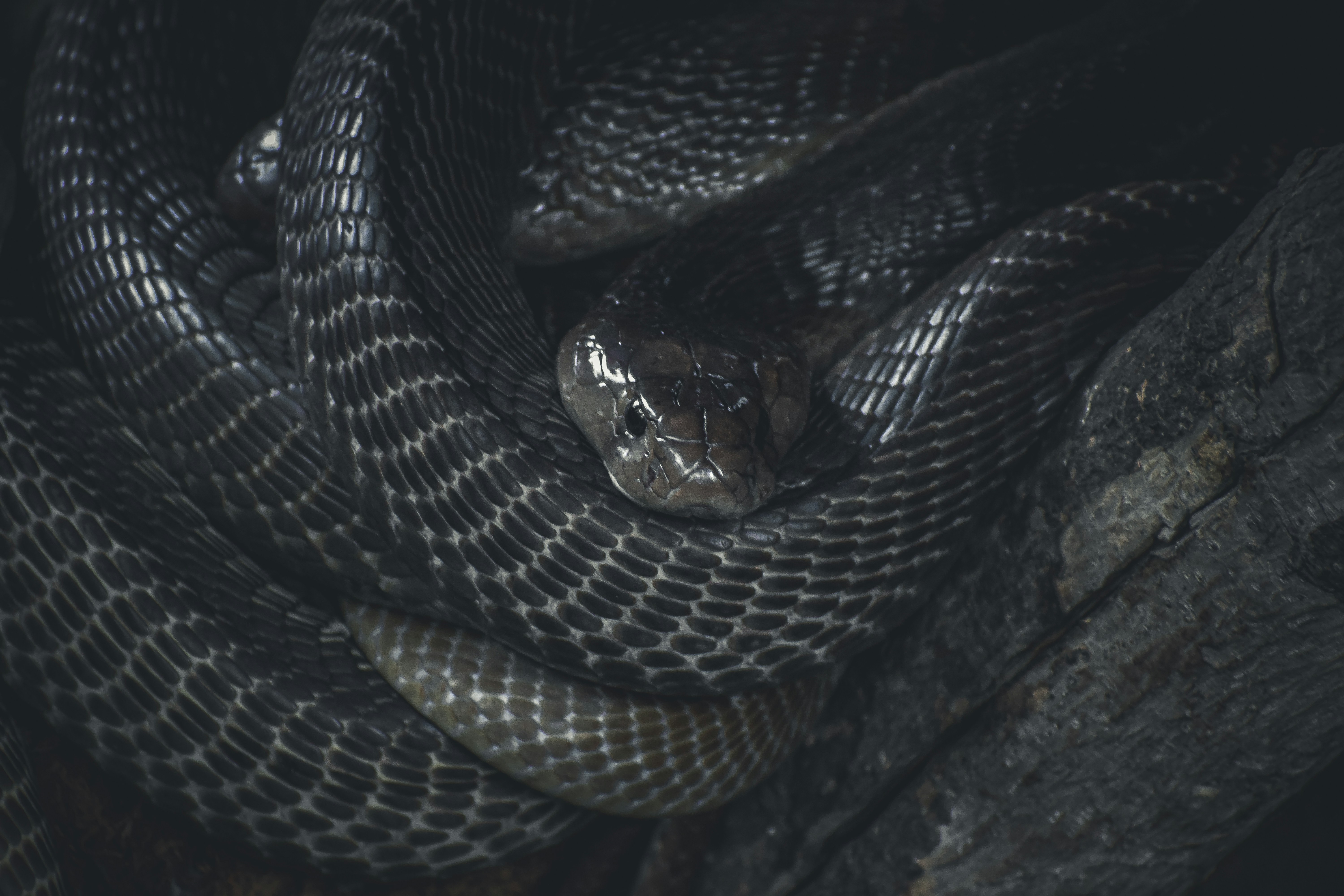 Close-up of a coiled snake resting on a textured surface, showcasing intricate scales and a piercing gaze.