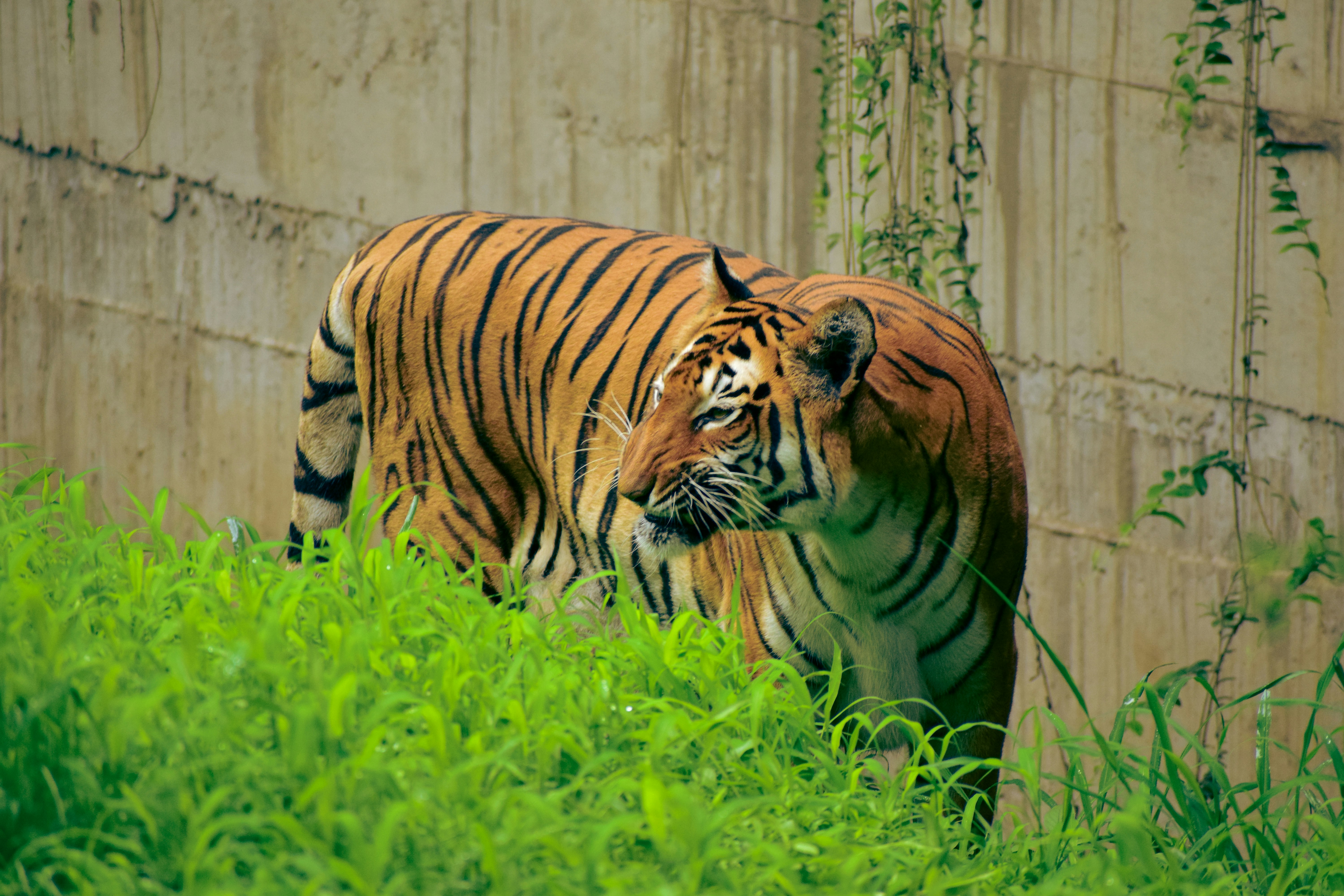 A tiger in a zoo exhibit photo – Free Animal Image on Unsplash