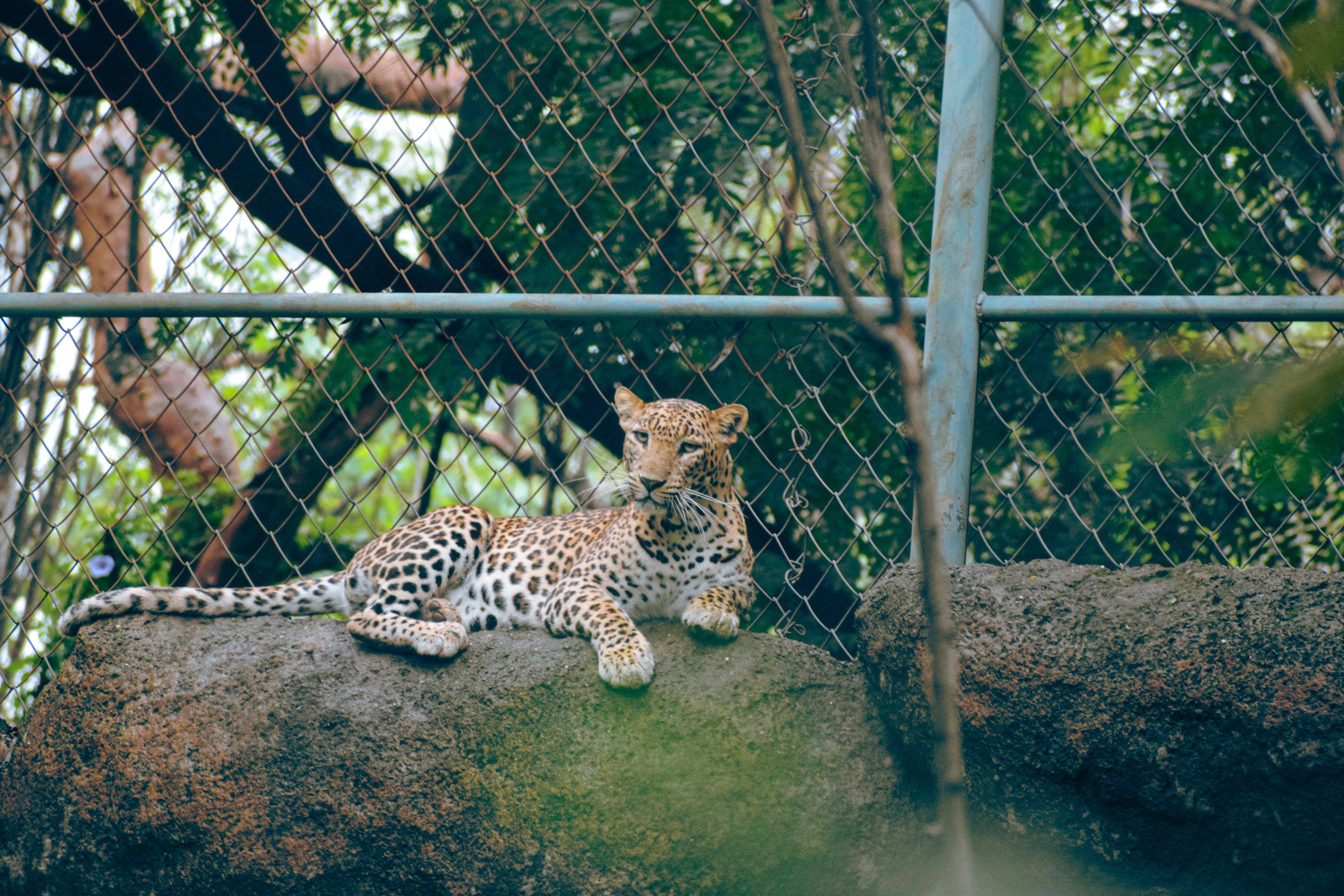 A couple of leopards in a cage photo – Free Zoo Image on Unsplash