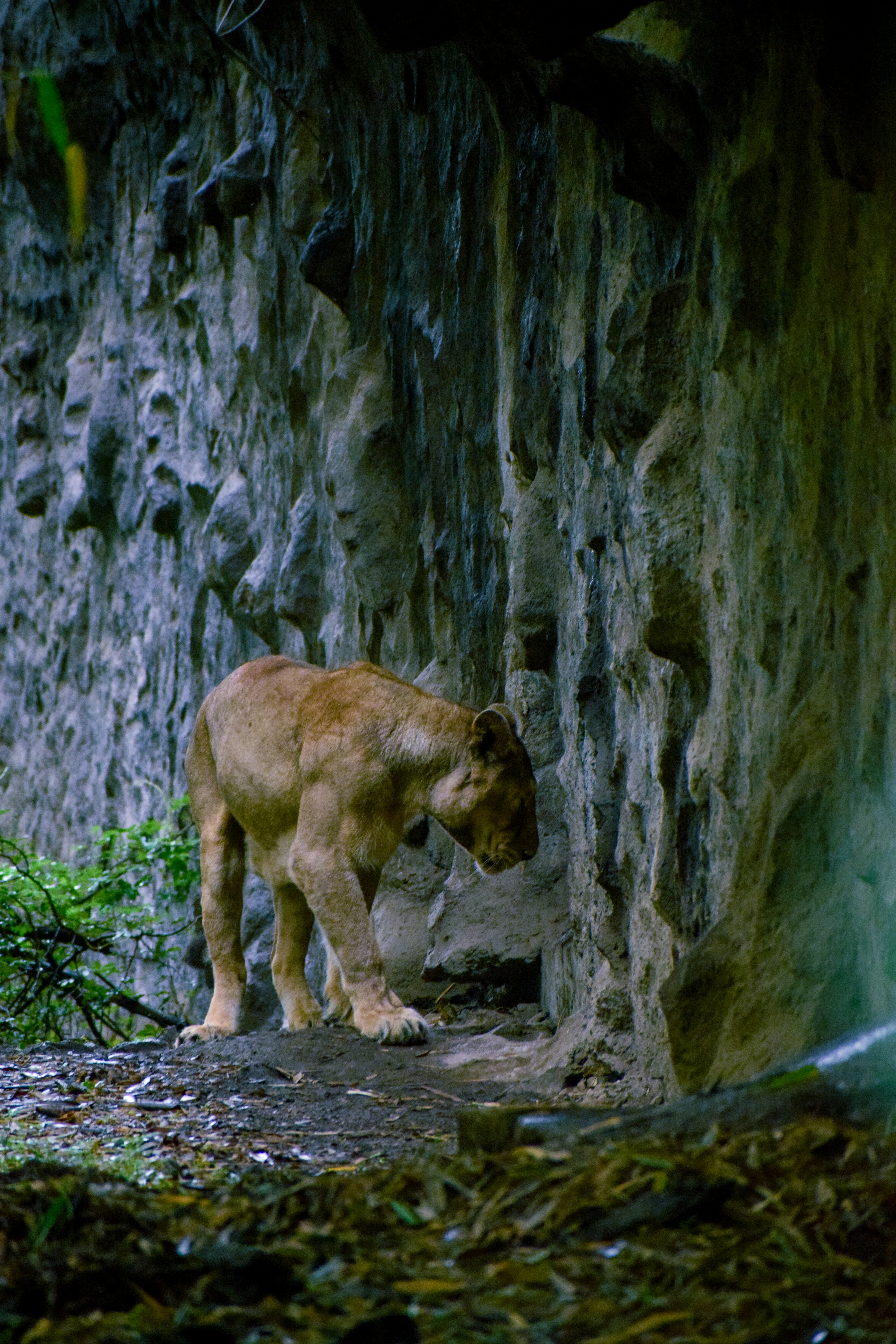 A lioness cautiously navigates a rocky terrain, surrounded by foliage and textured stone walls. The subdued lighting enhances the mysterious ambiance.