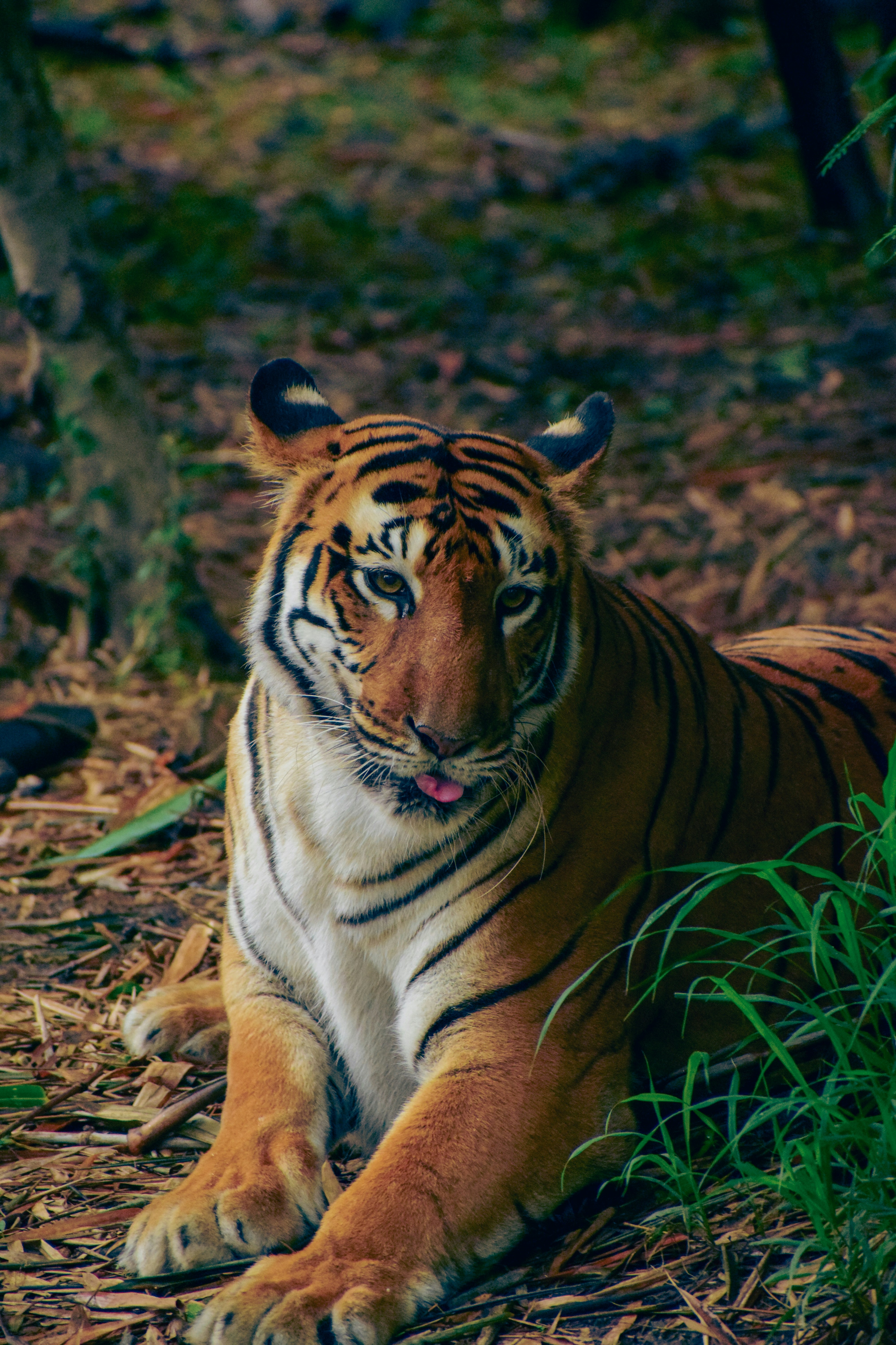 Bengal tiger lounging among lush greenery, displaying its striking stripes and piercing gaze.