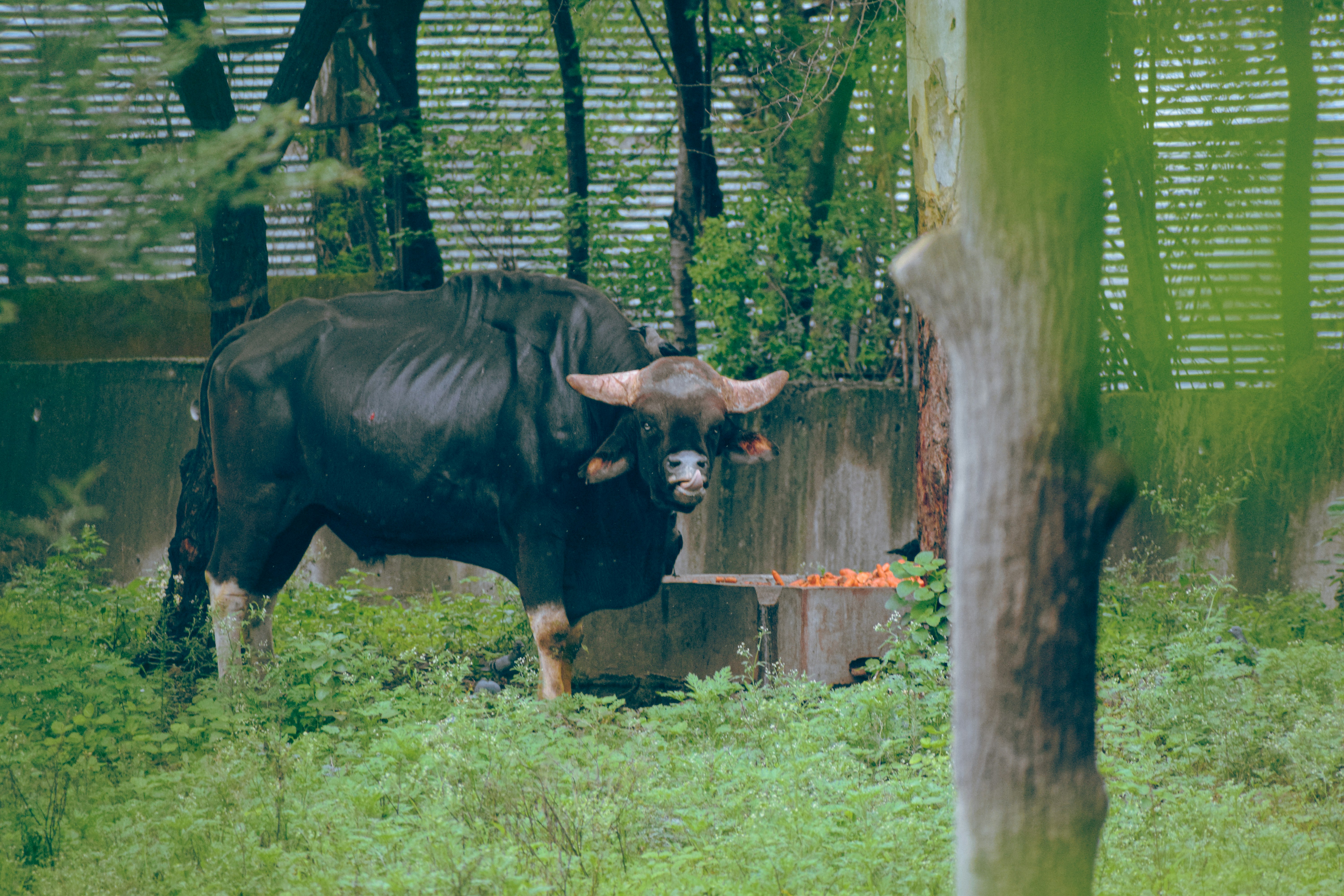 Aura of the Silent Grazing Bull in a Green Enclosure