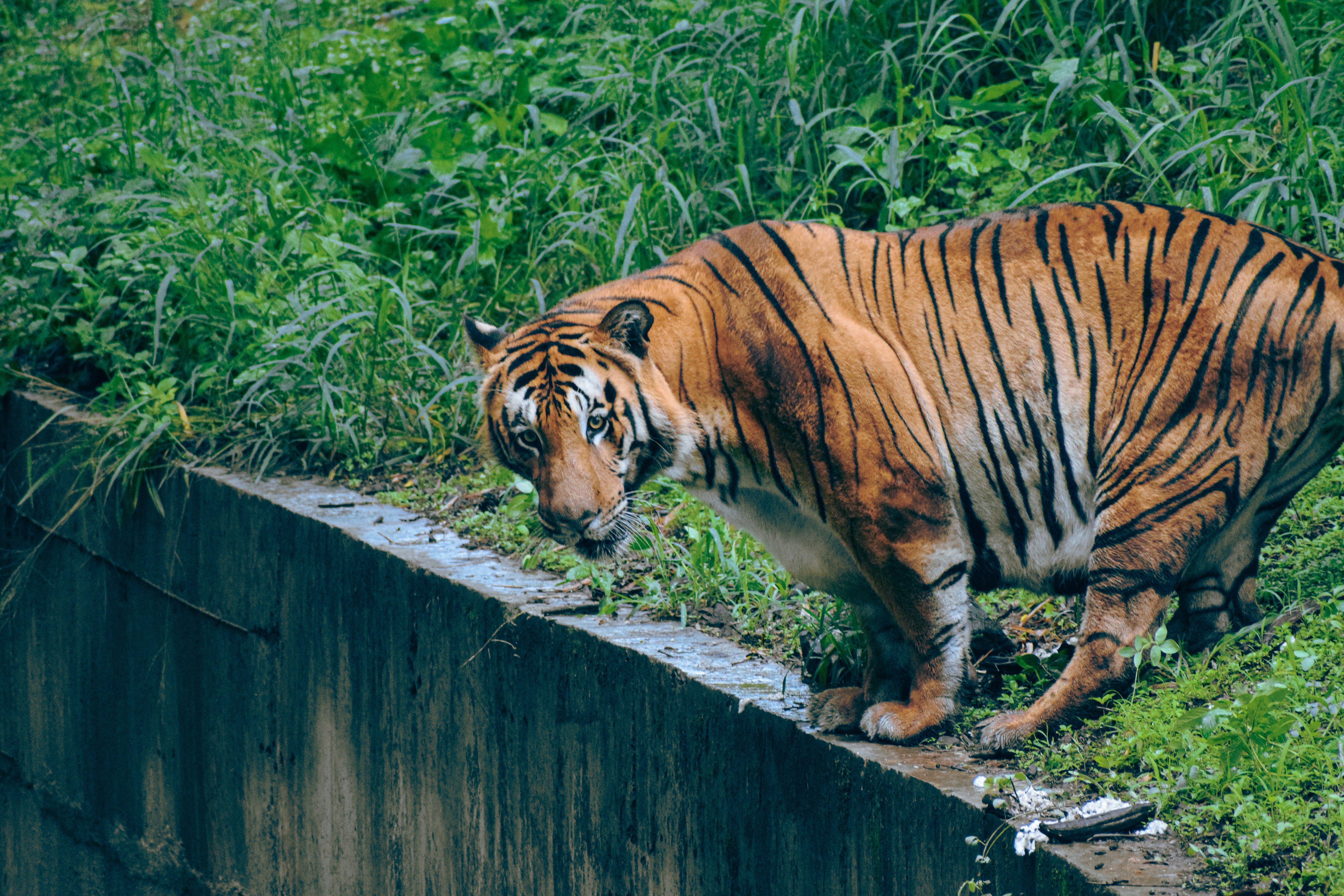 A tiger walking on a wooden platform photo – Free Katraj snake park ...